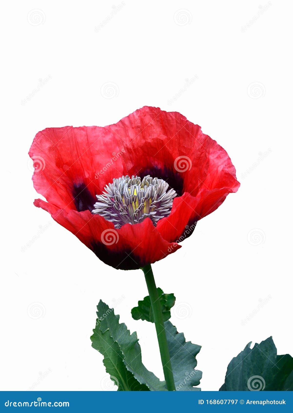 Single red poppy. stock image. Image of pistils, plants - 168607797