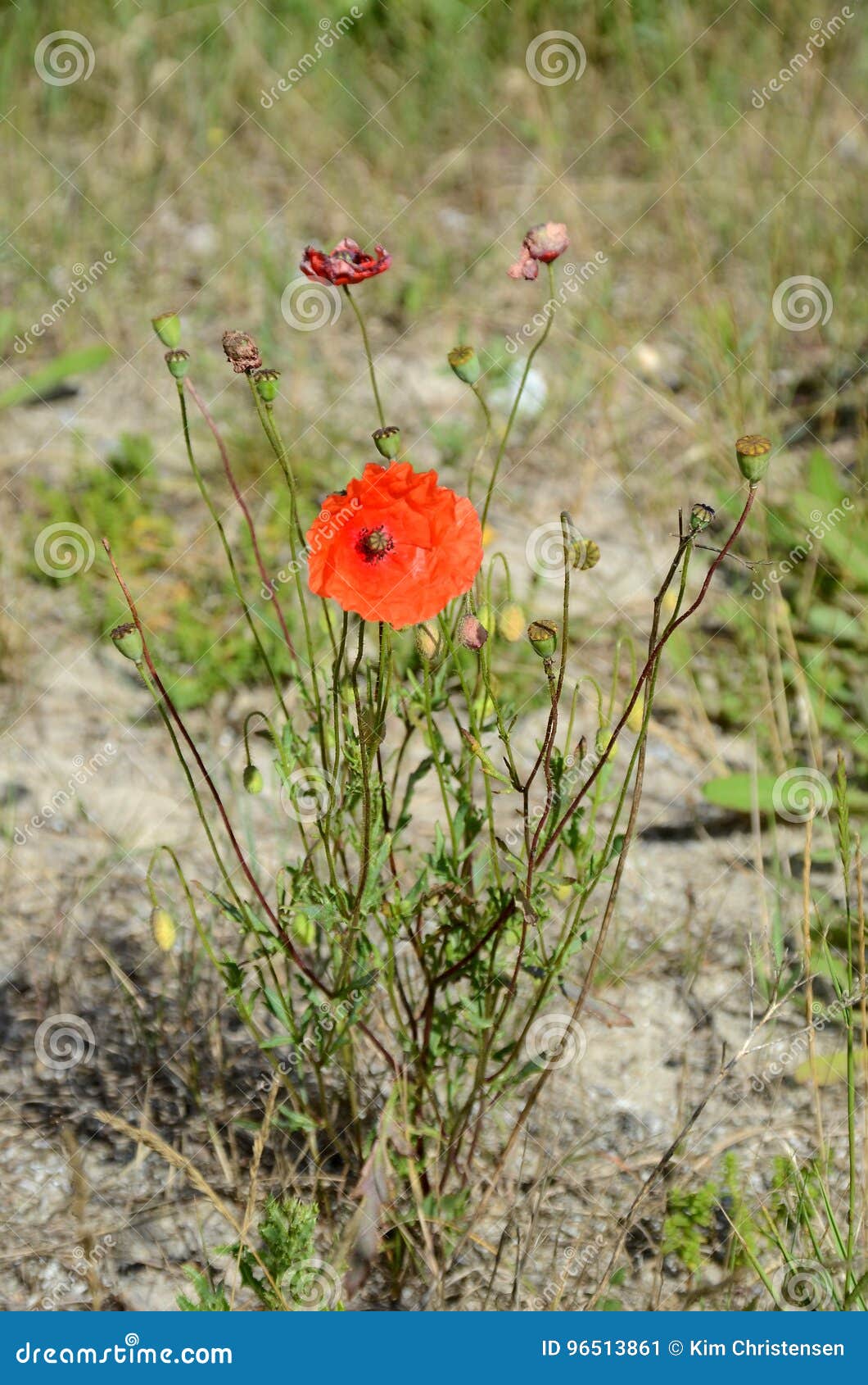 Single Red Poppy stock image. Image of grass, environment - 96513861