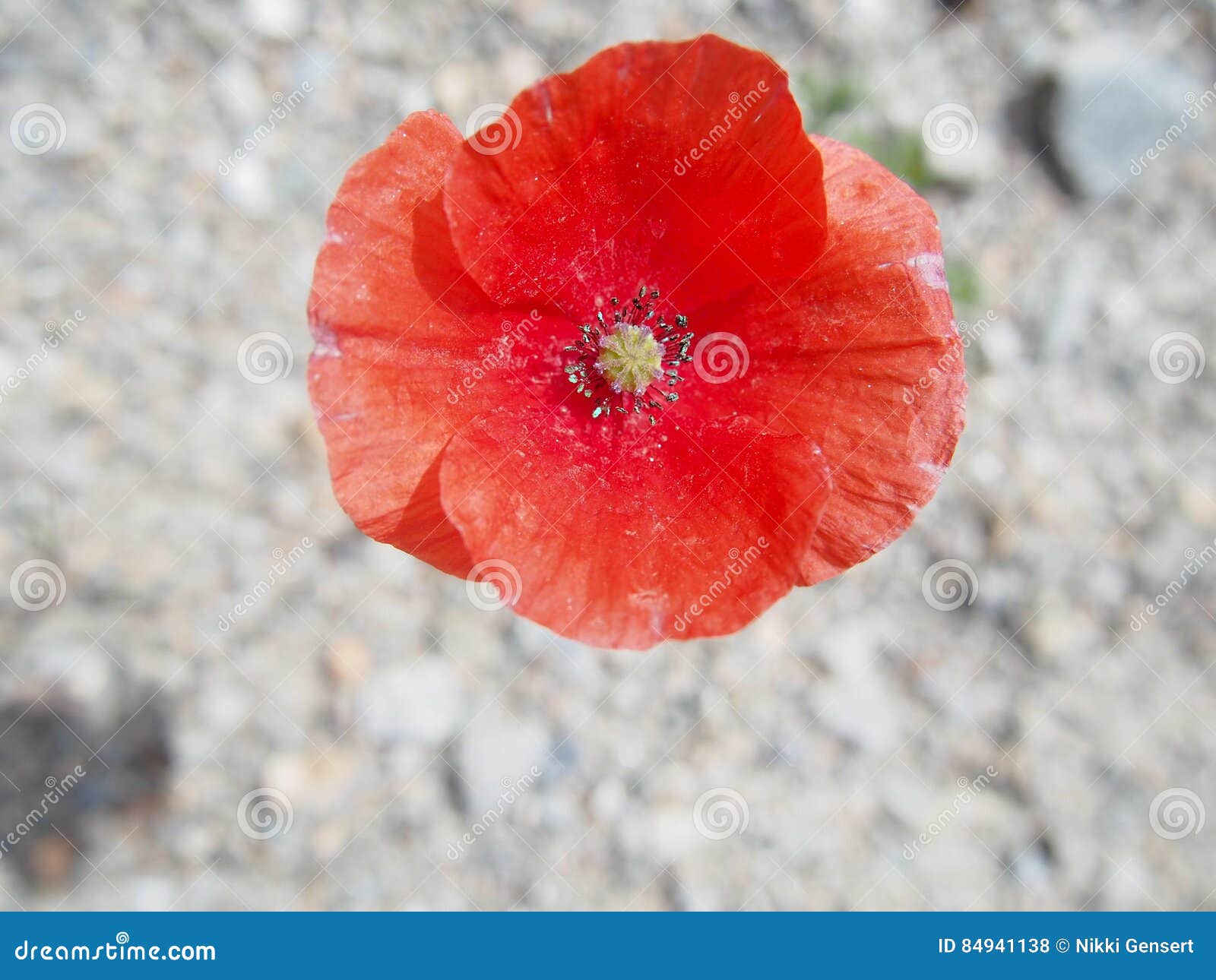 Single Red Poppy Wildflower Stock Photo - Image of love, papaveraceae ...