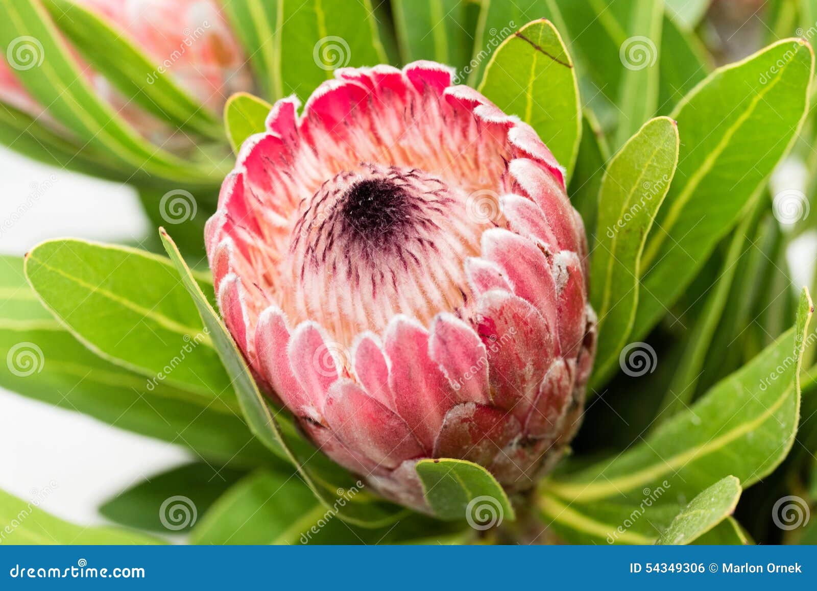 Single red protea flower stock photo. Image of summer - 54349306