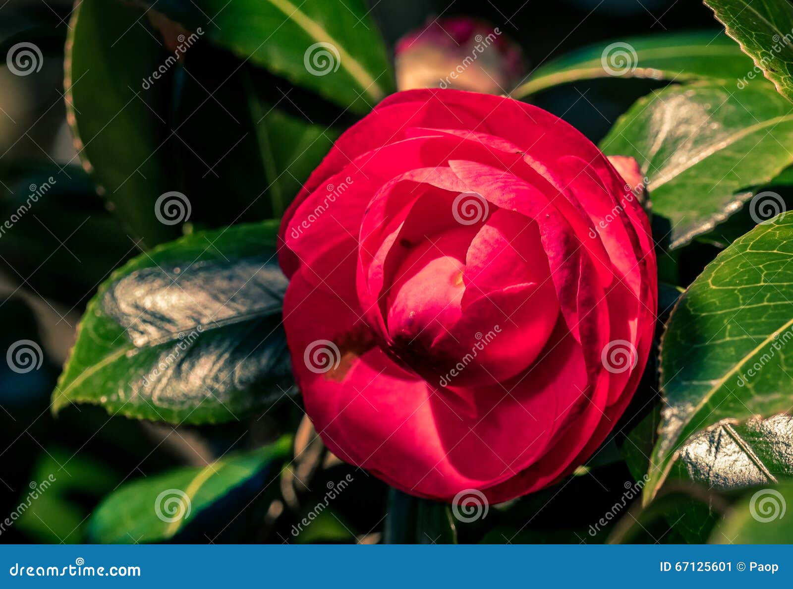 Single Red and Purple Rose stock image. Image of crimson - 67125601