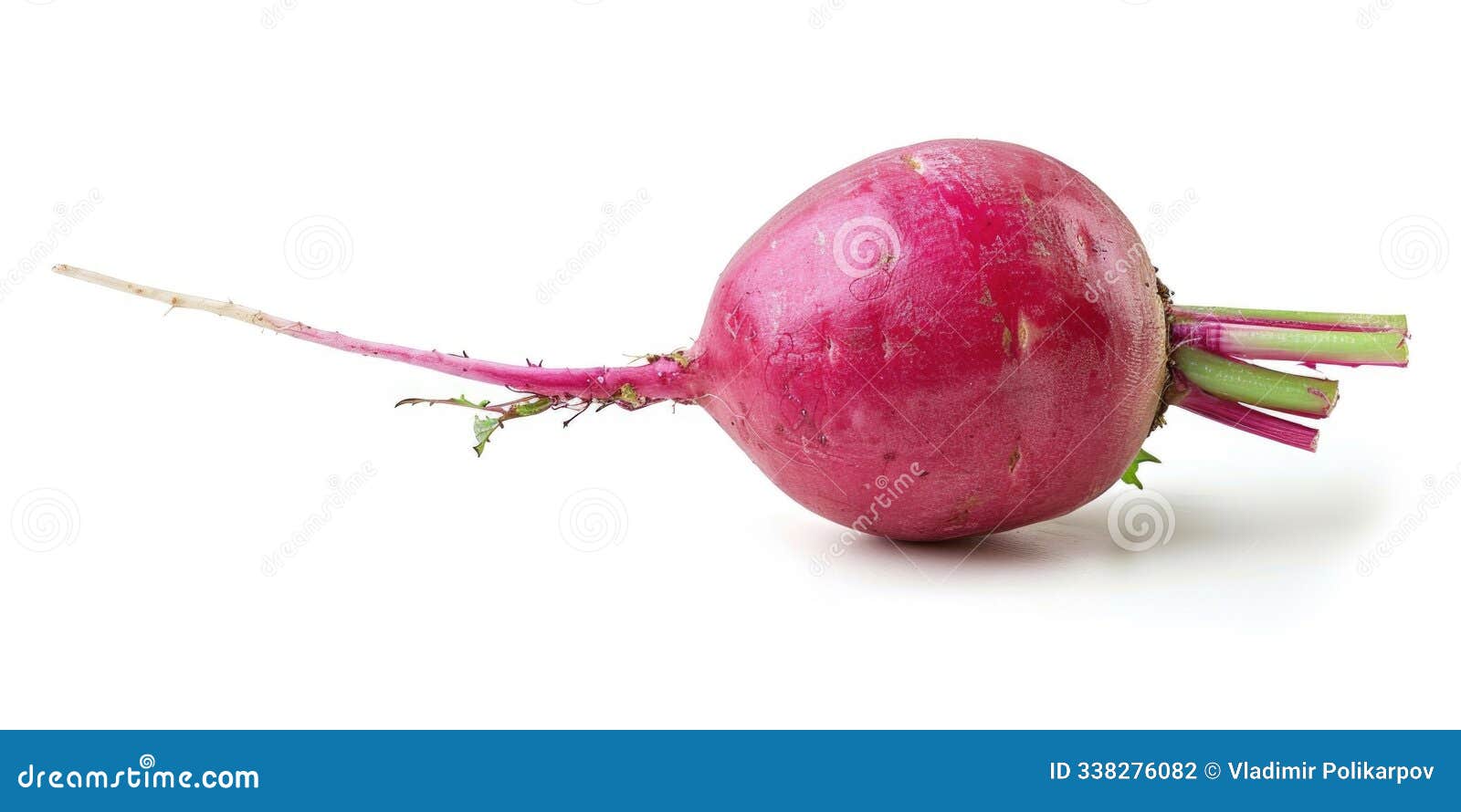 Single Red Radish on a White Background, Simple and Clean Composition ...