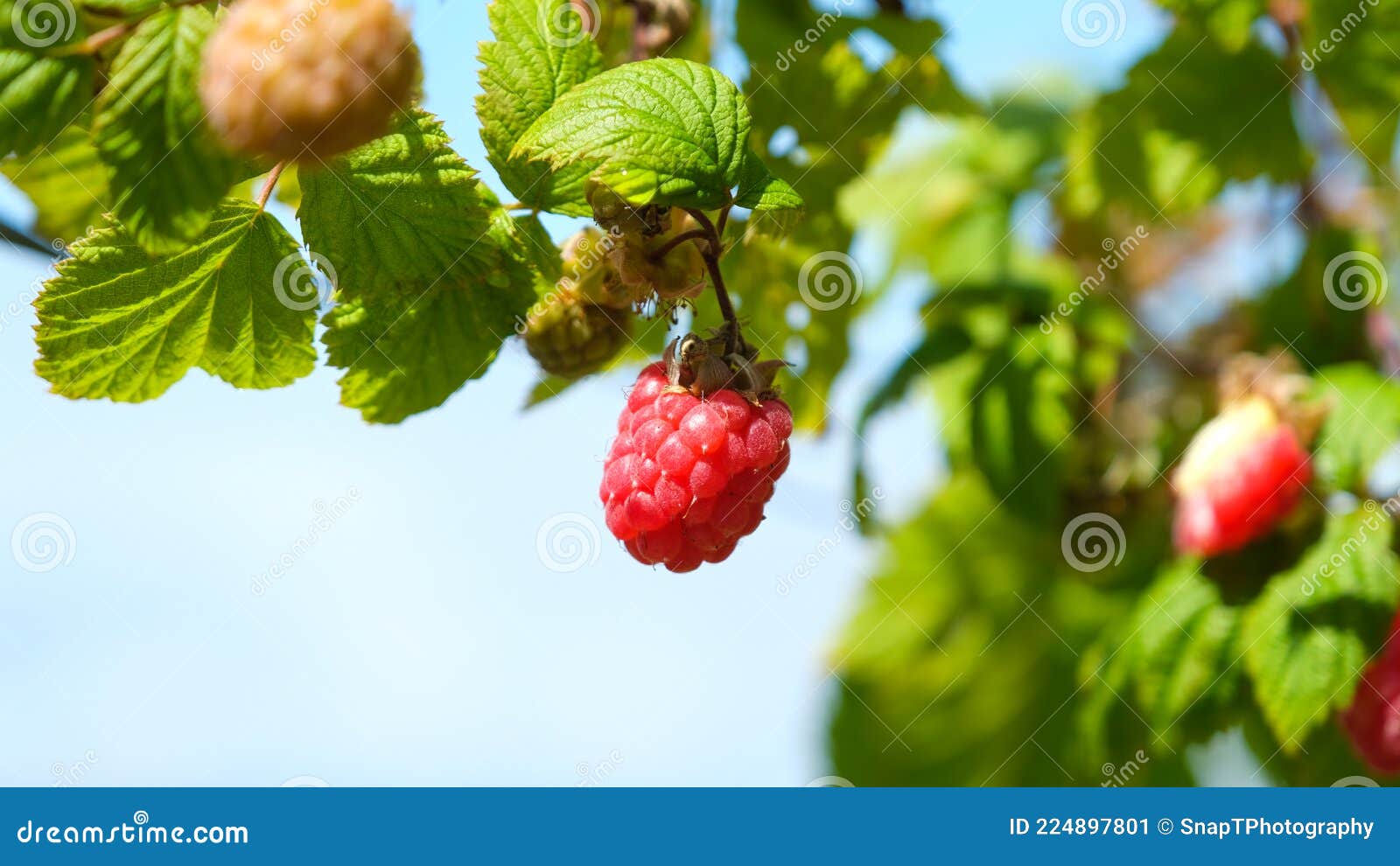 A Single Red Raspberry Hanging on a Branch in Summer Stock Image ...