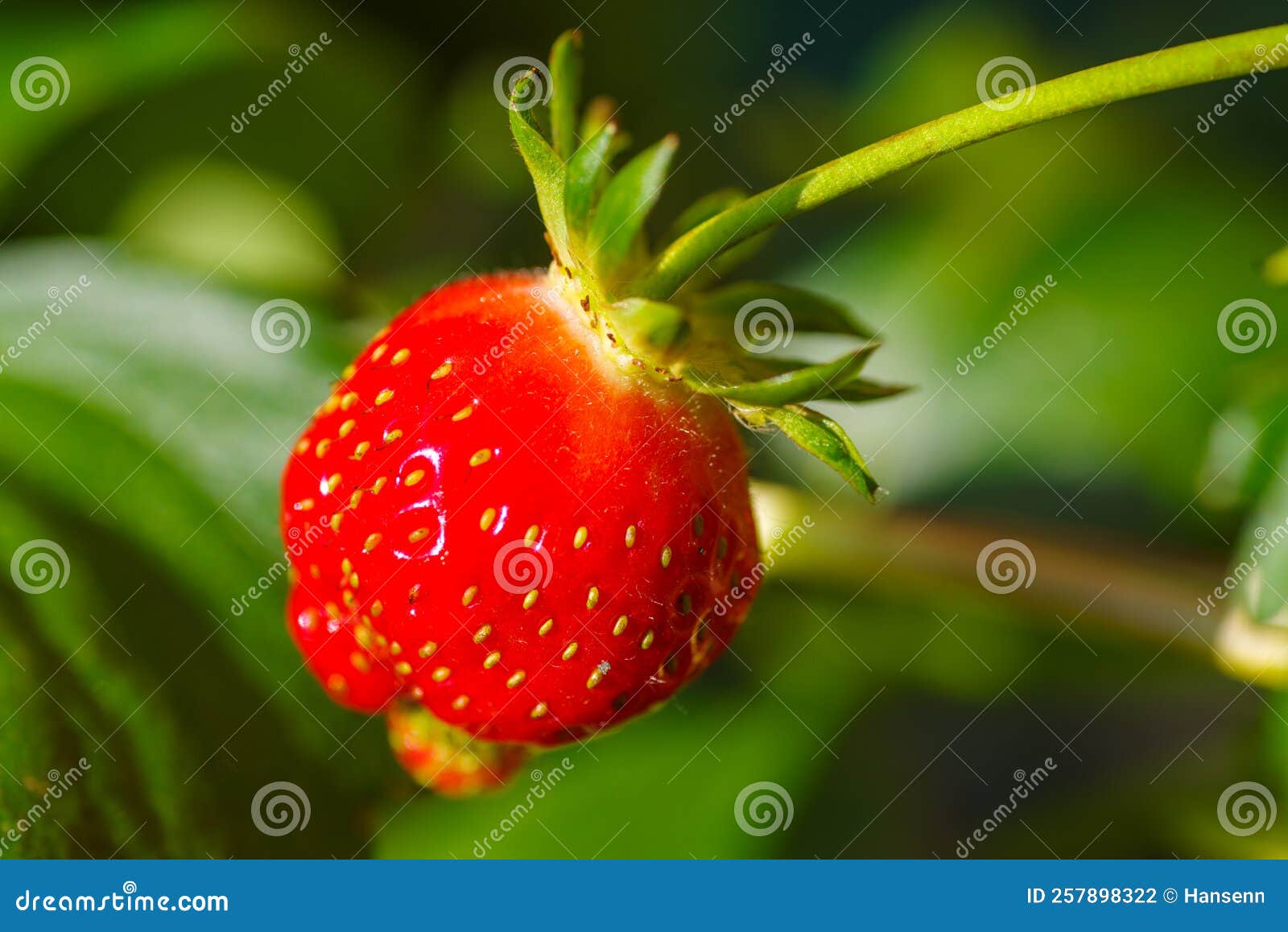 Ripe strawberry stock photo. Image of edible, ripe, sweet - 257898322