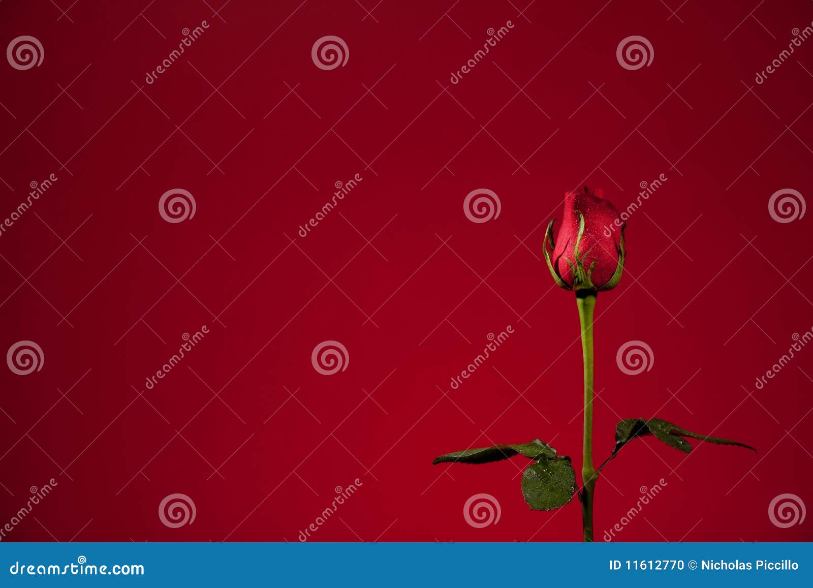 Single Red Rose stock photo. Image of floral, dating - 11612770