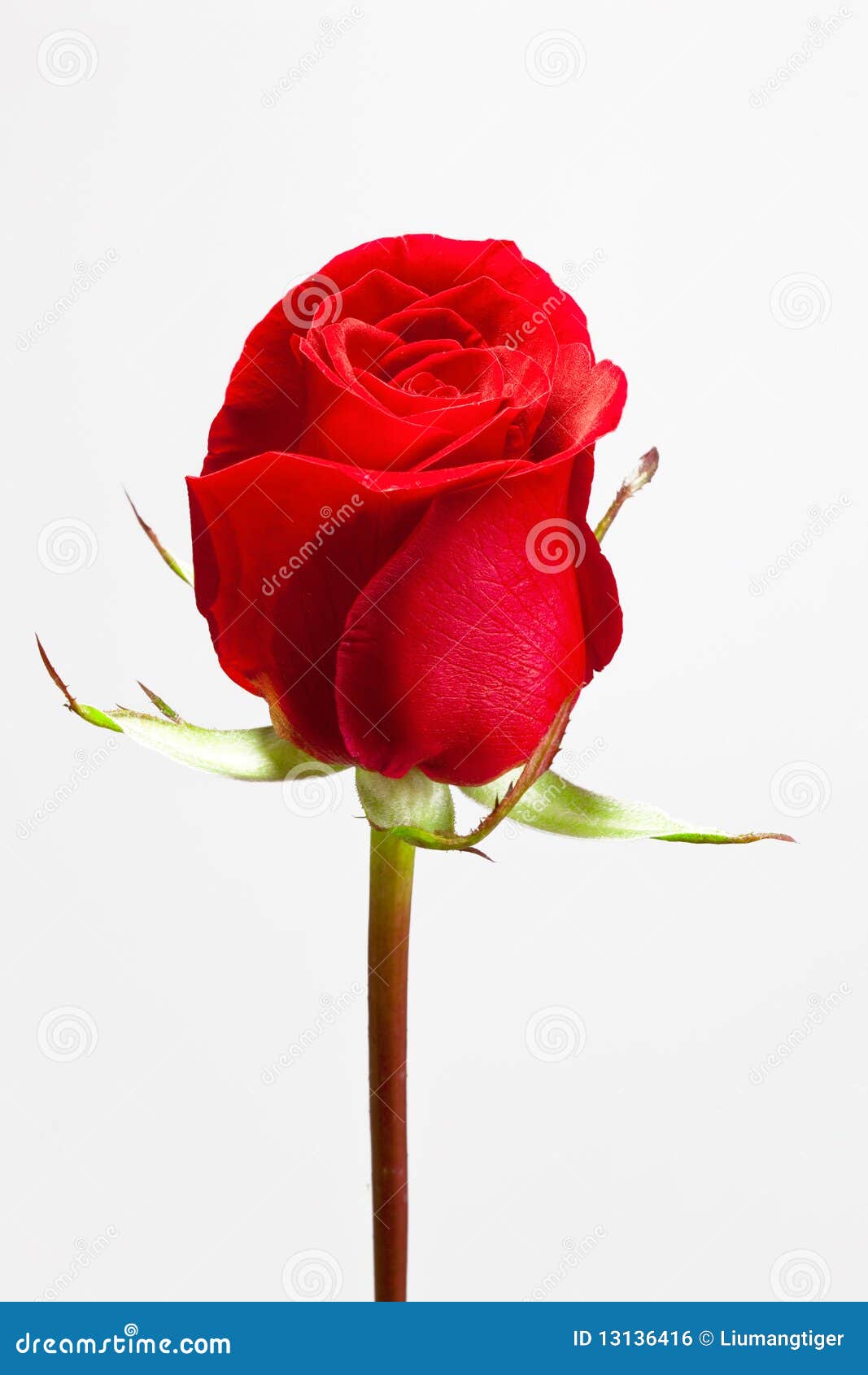 Single red rose stock photo. Image of appreciation, bloom - 13136416