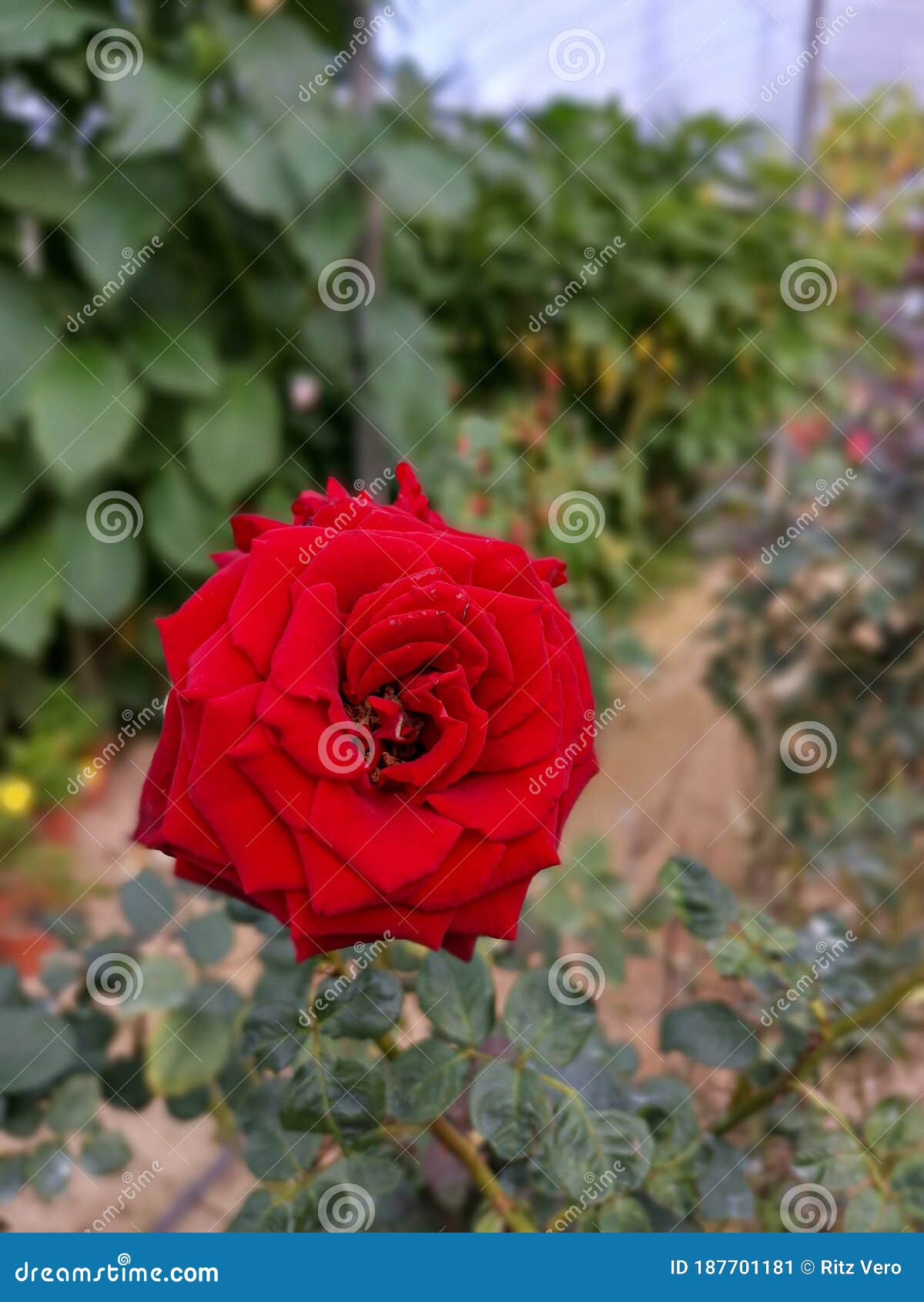 Single Red Rose stock image. Image of rose, outdoor - 187701181