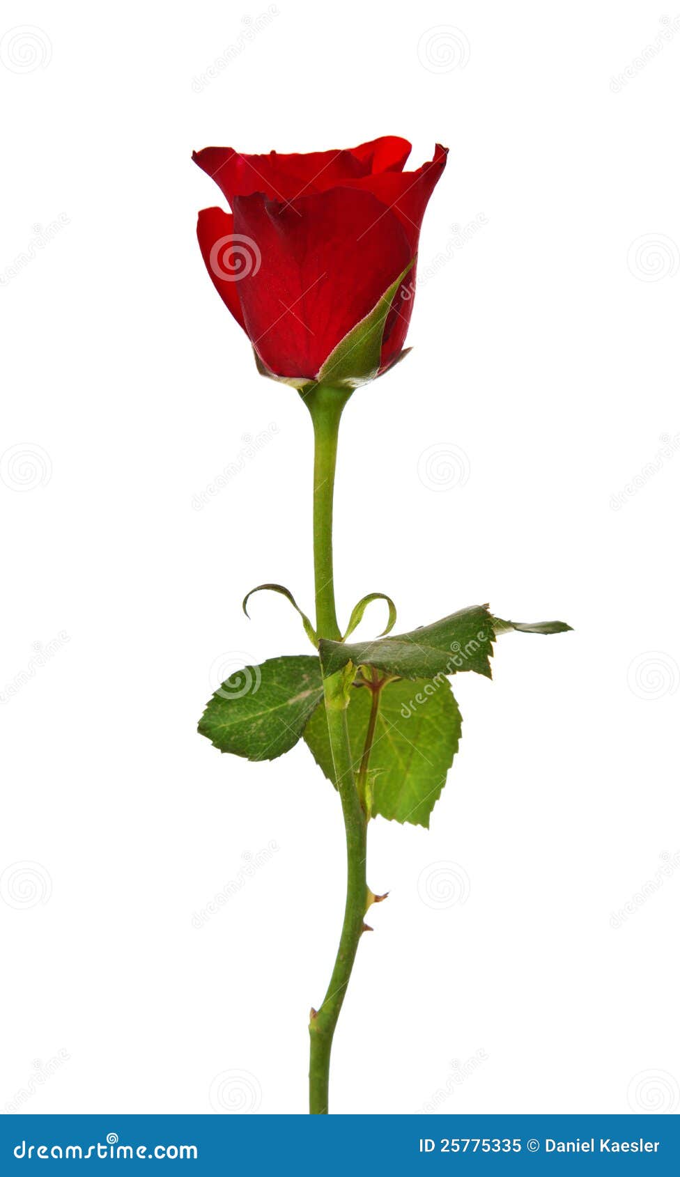 Single red rose stock image. Image of florist, nature - 25775335