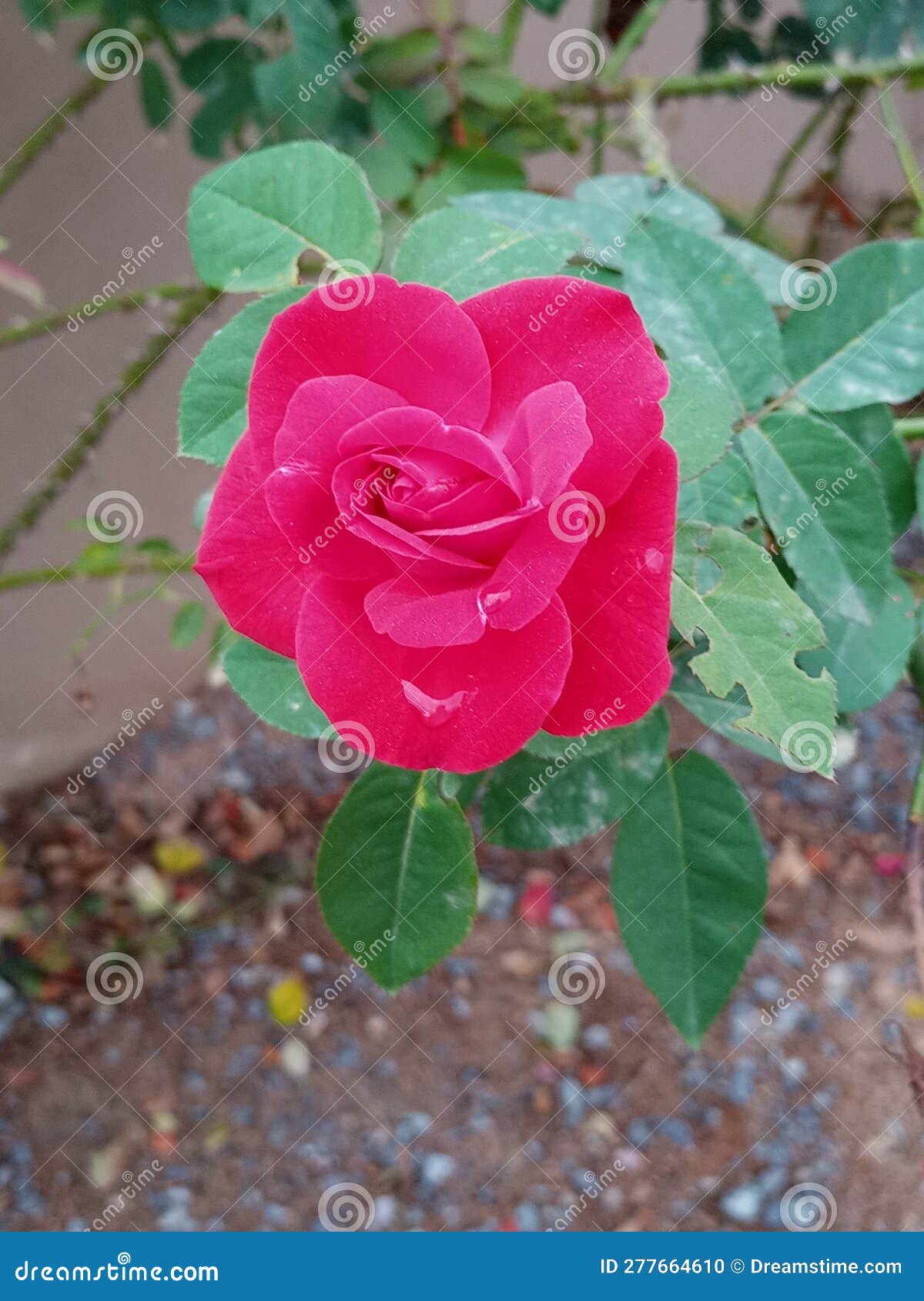 Single red rose stock photo. Image of plant, single - 277664610
