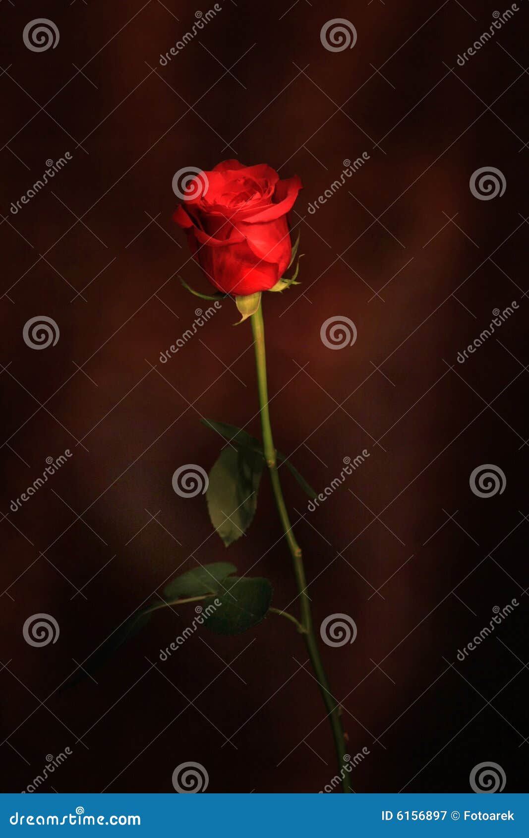 Single red rose stock image. Image of blooms, romance - 6156897