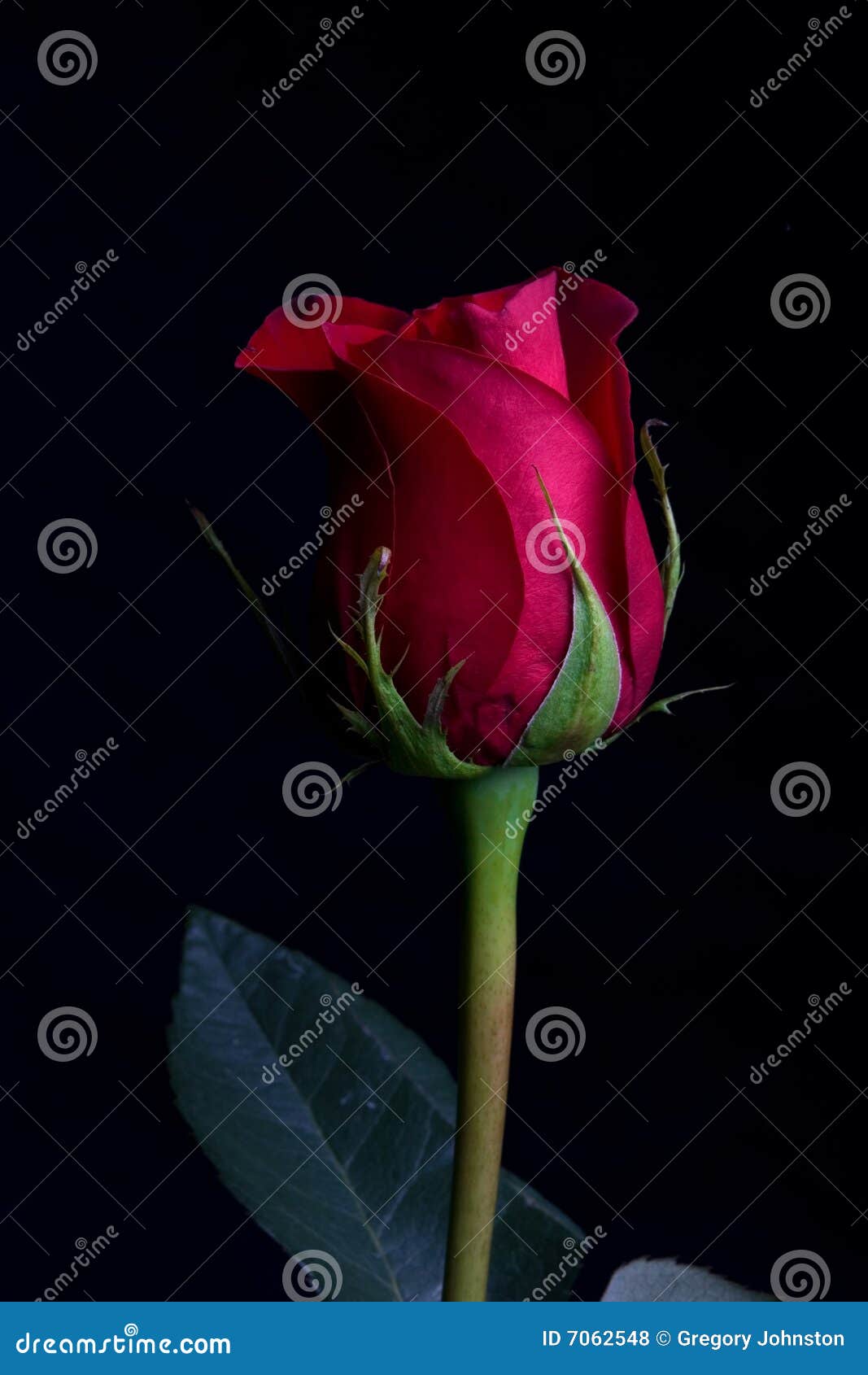 A single red rose. stock photo. Image of valentines, flora - 7062548