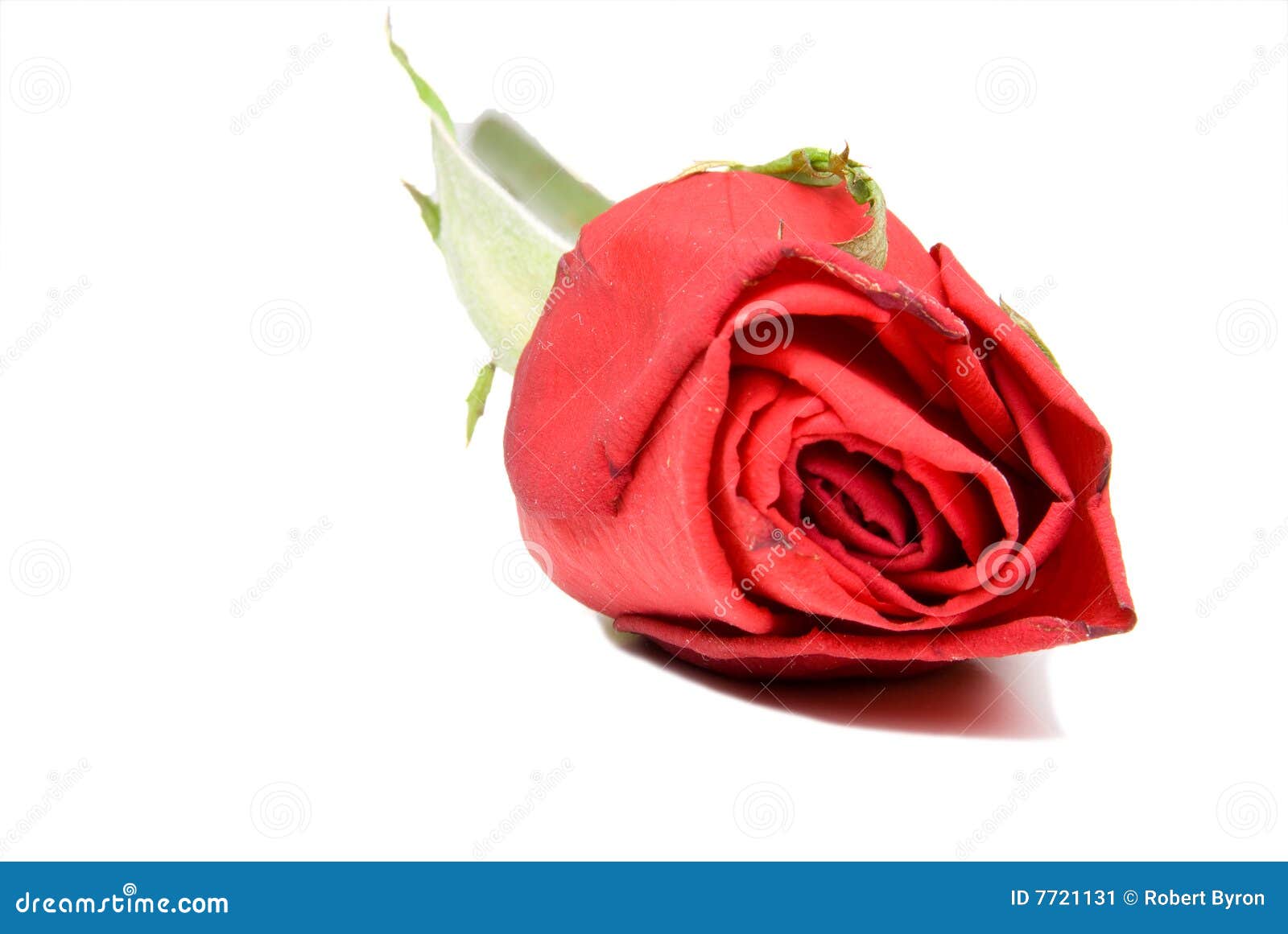 Single red rose stock image. Image of single, celebration - 7721131