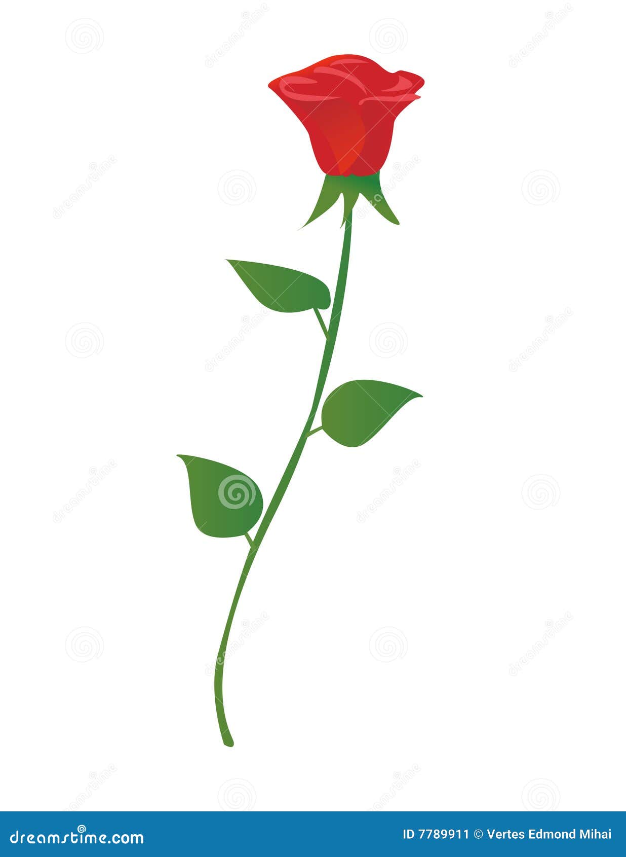 Single red rose stock vector. Illustration of flower, congratulating ...