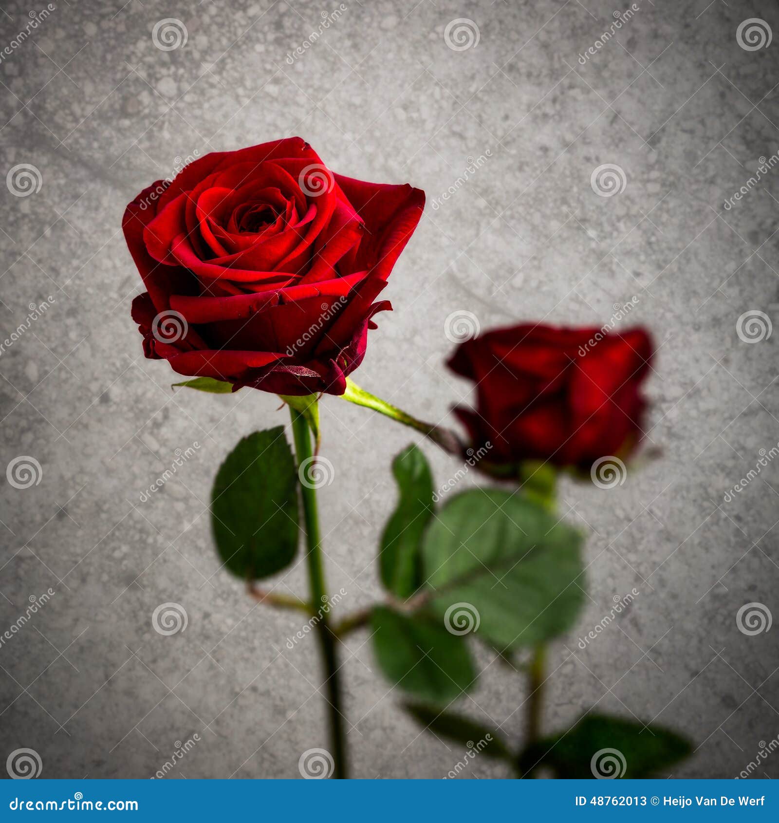 Single Red Rose Against a Textured Background Stock Image - Image of ...