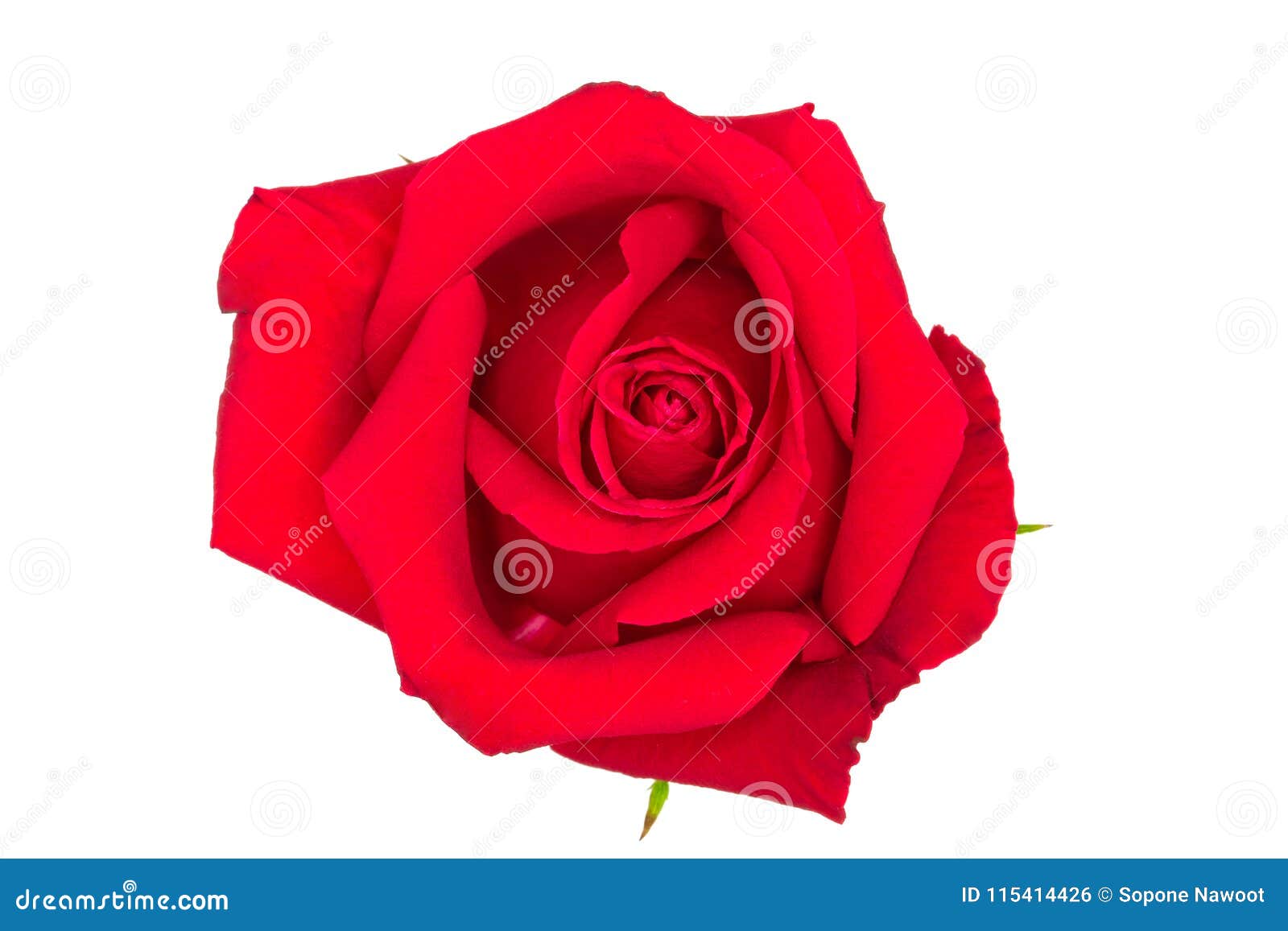 Single Rose Stock Photos - Royalty Free Pictures
