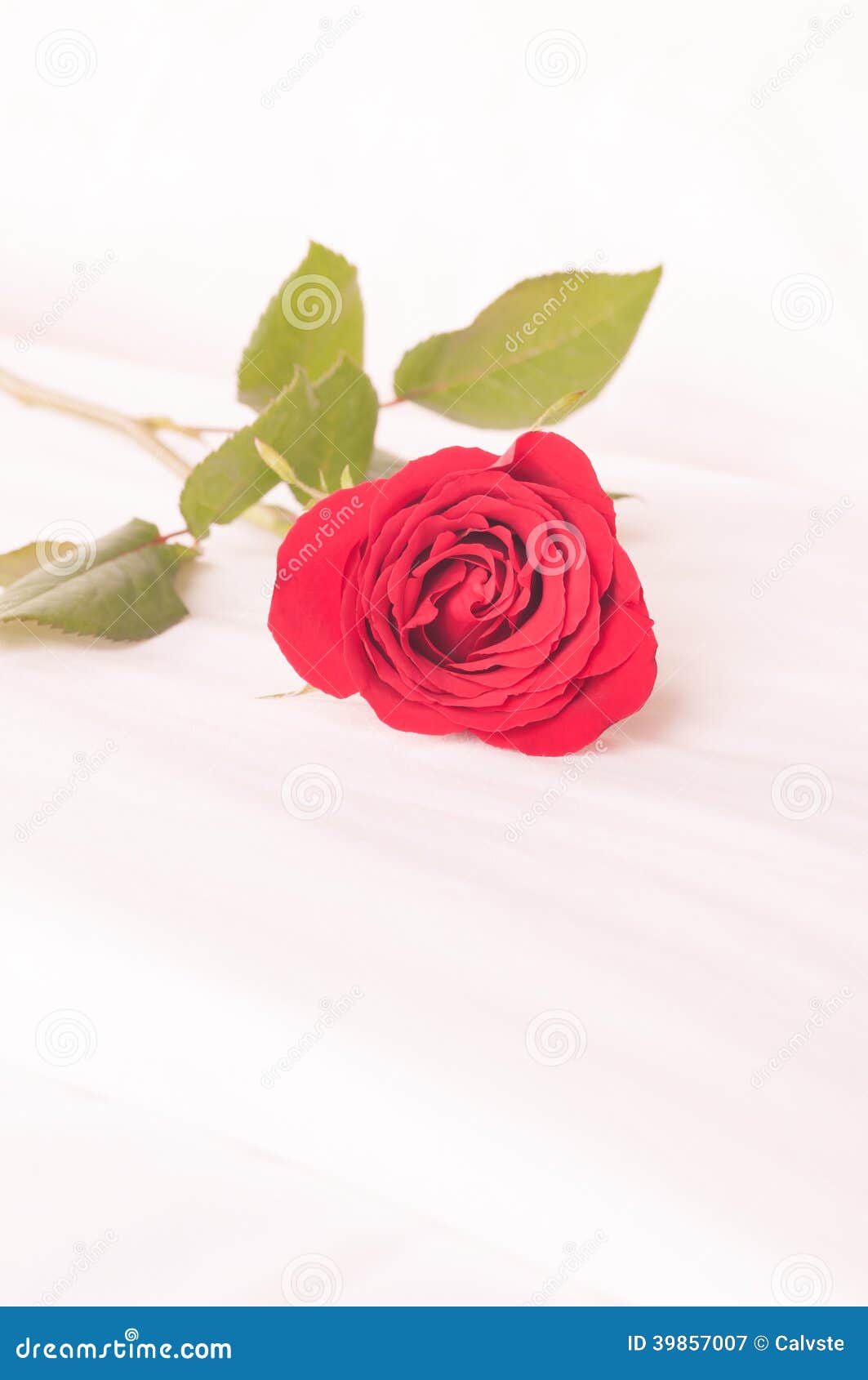 Single red rose on the bed stock image. Image of celebration - 39857007