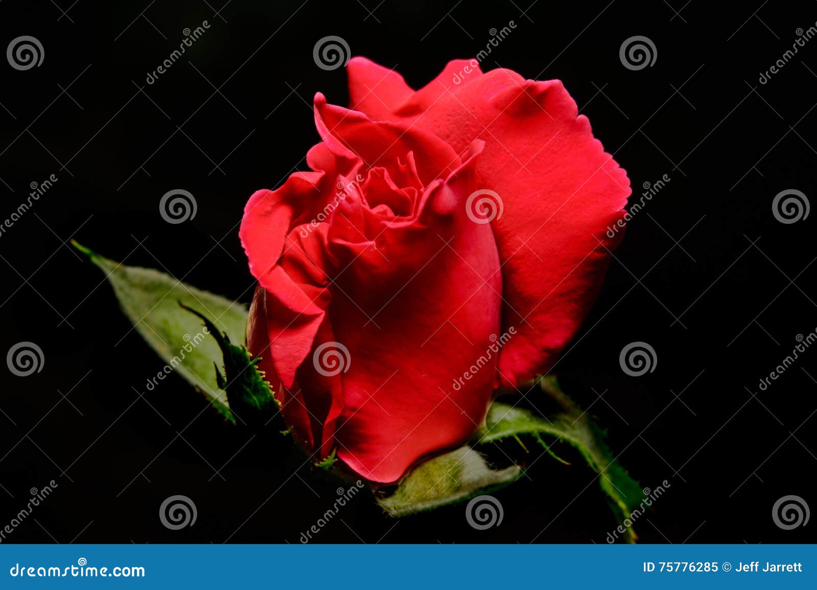 Single Red Rose on Black Background Stock Image - Image of nature ...