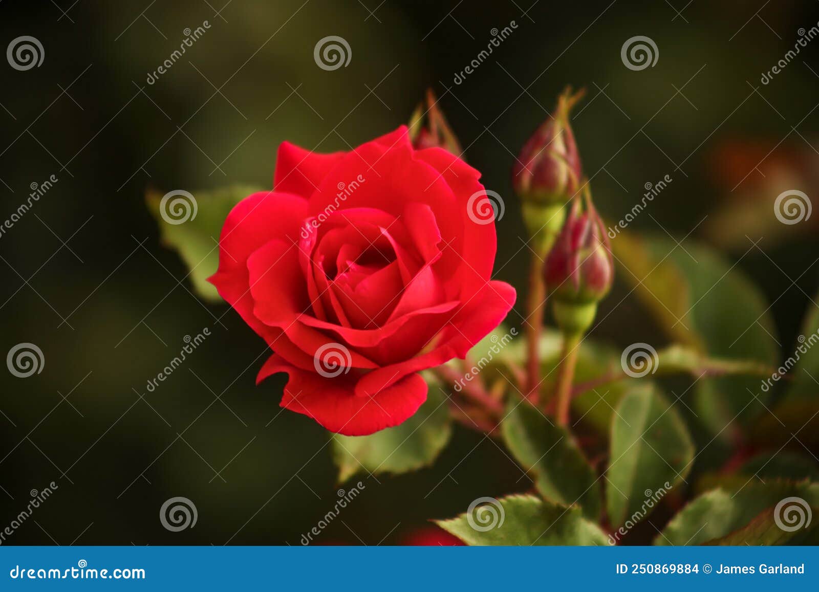 A single red rose in bloom stock photo. Image of nature - 250869884