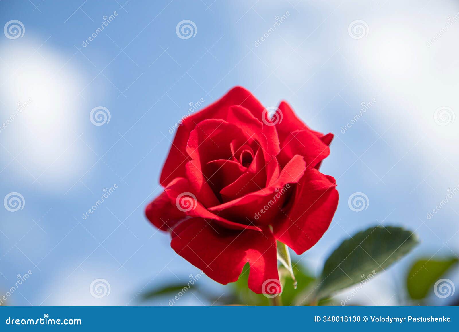 A Single Red Rose with a Blue Sky in the Background Stock Illustration ...