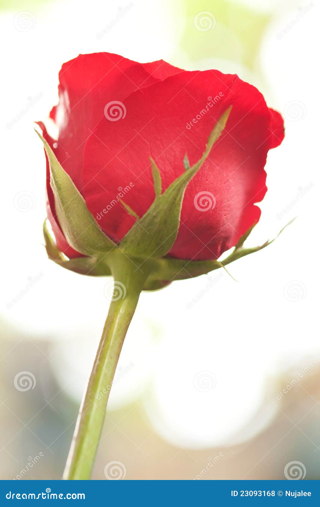 Single Red Rose from Bottom View Stock Photo - Image of flora, love ...