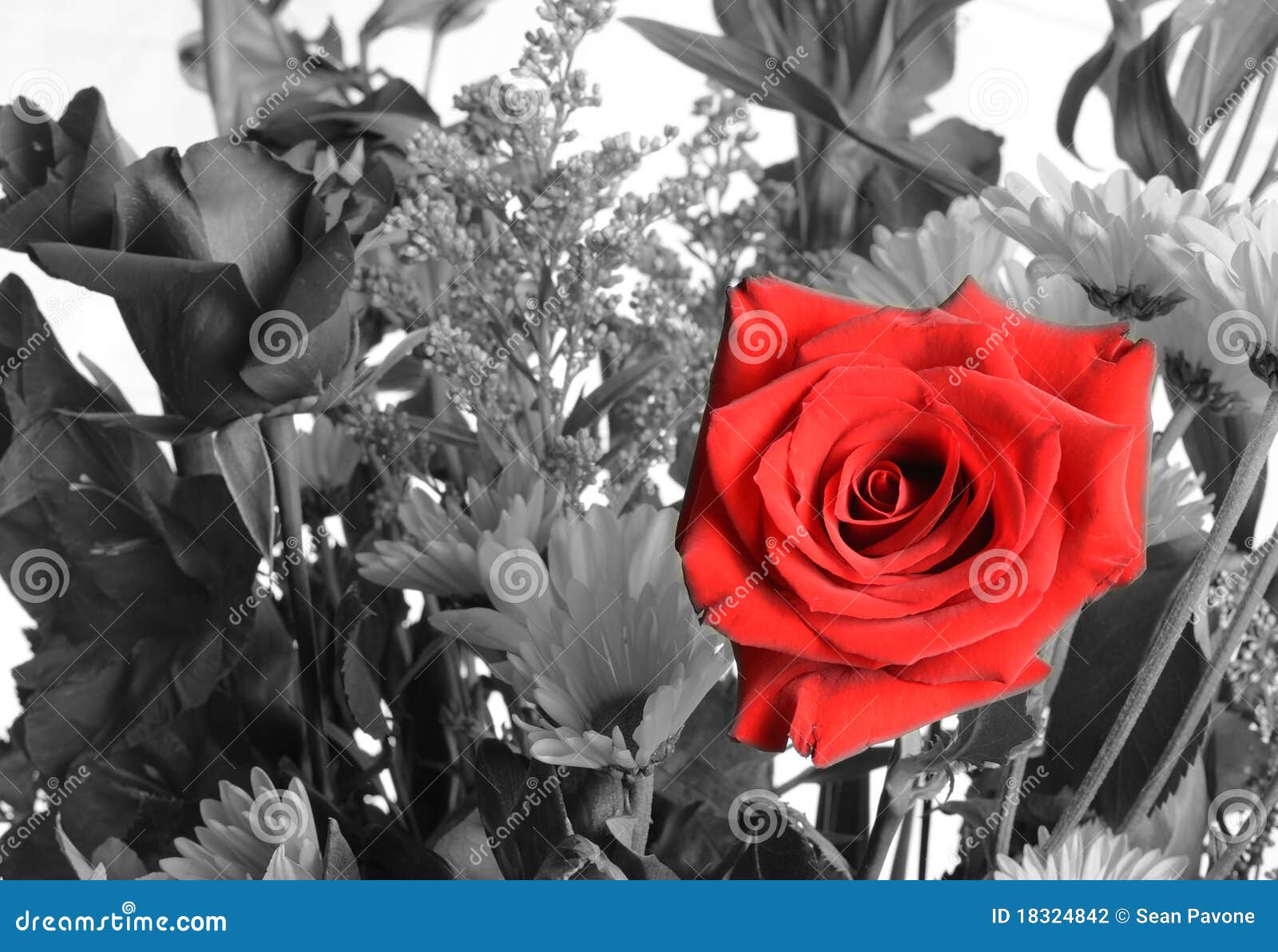 Single Red Rose in a Bouquet Stock Photo - Image of bouquet, blossom ...