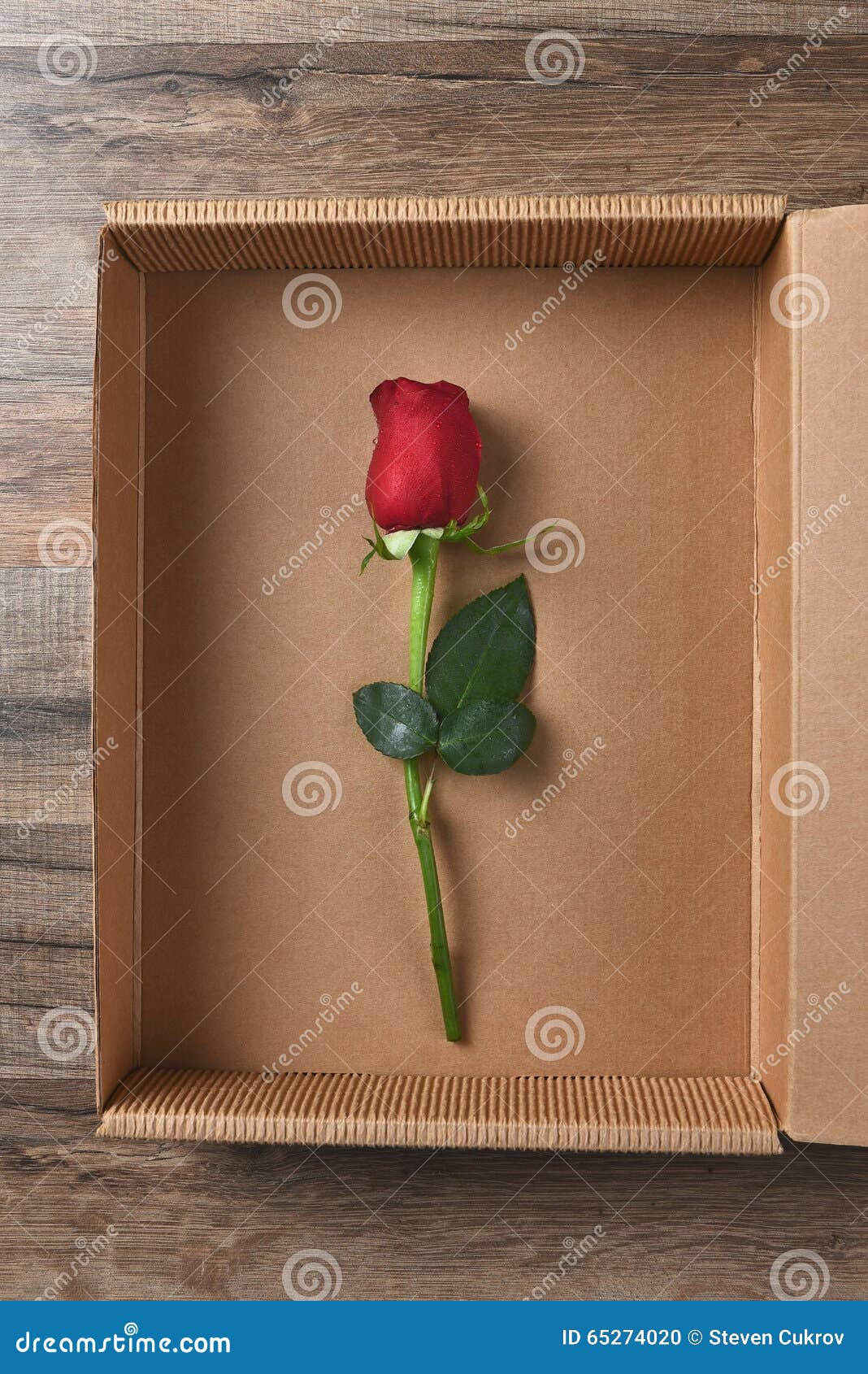 Single Red Rose Box stock photo. Image of rose, leaves - 65274020