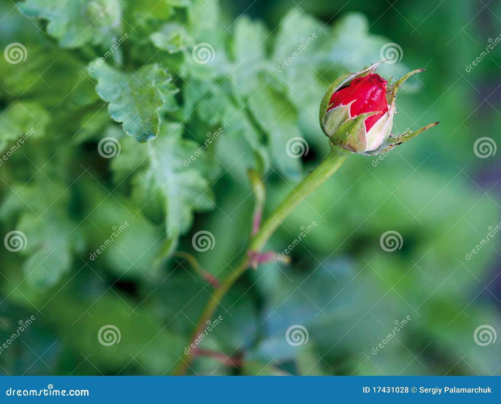 Single red rose bud stock photo. Image of close, blossom - 17431028