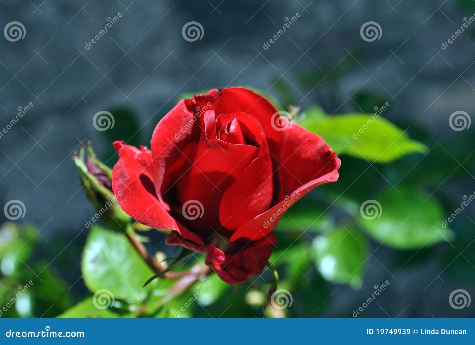 Single red rose bud stock image. Image of romance, rose - 19749939