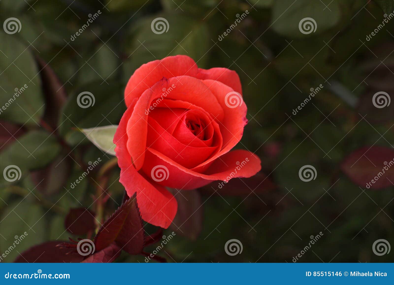 Single red rose bud stock photo. Image of white, black - 85515146