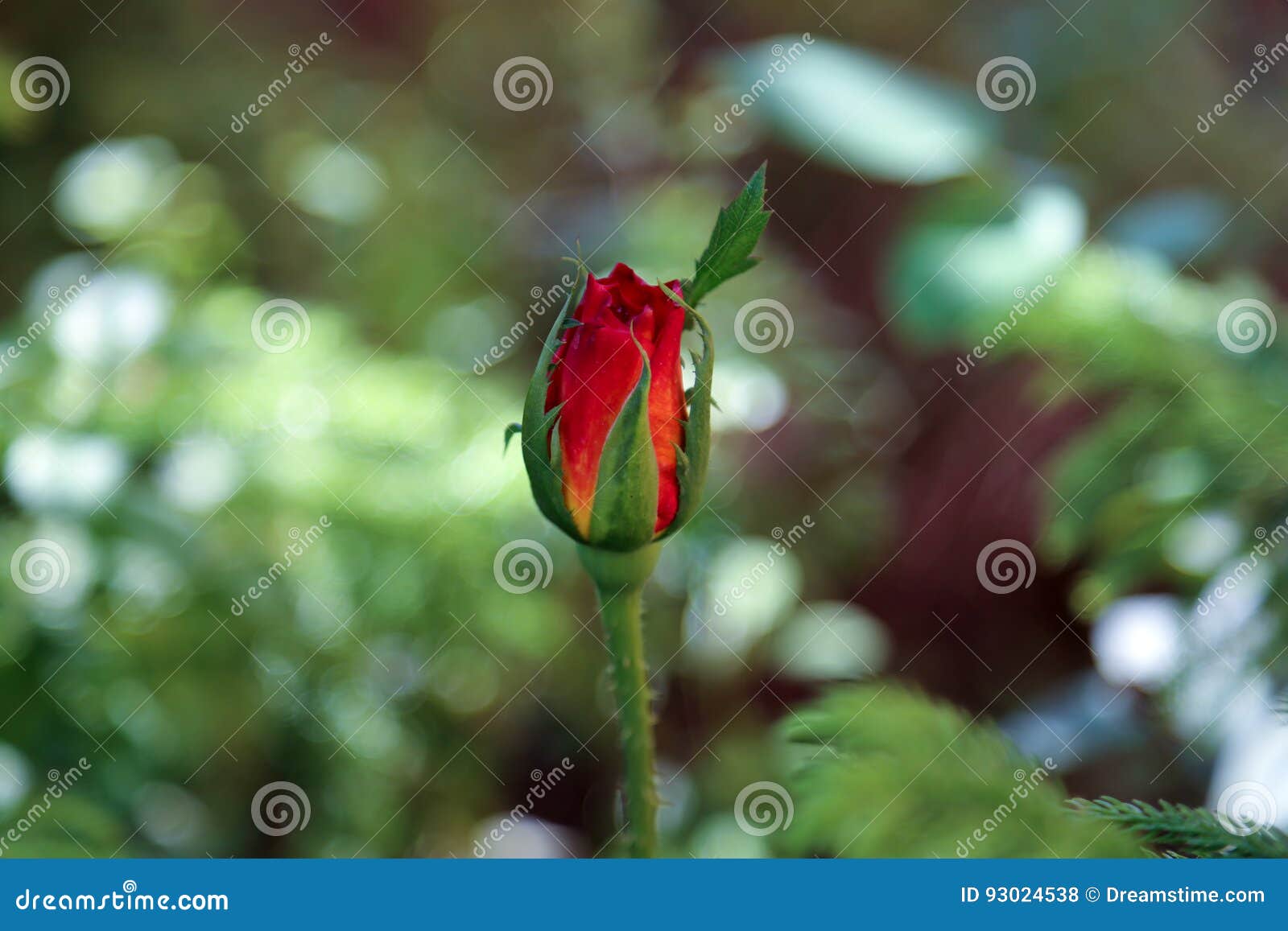 Single Red Rose Bud in the Garden Stock Photo - Image of rose, beauty ...