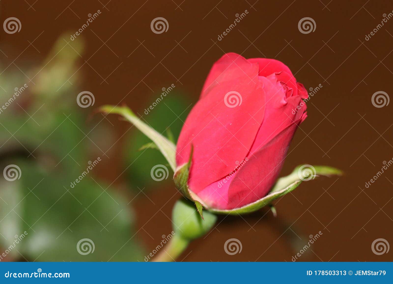 Single red rose bud stock image. Image of unopened, flower - 178503313