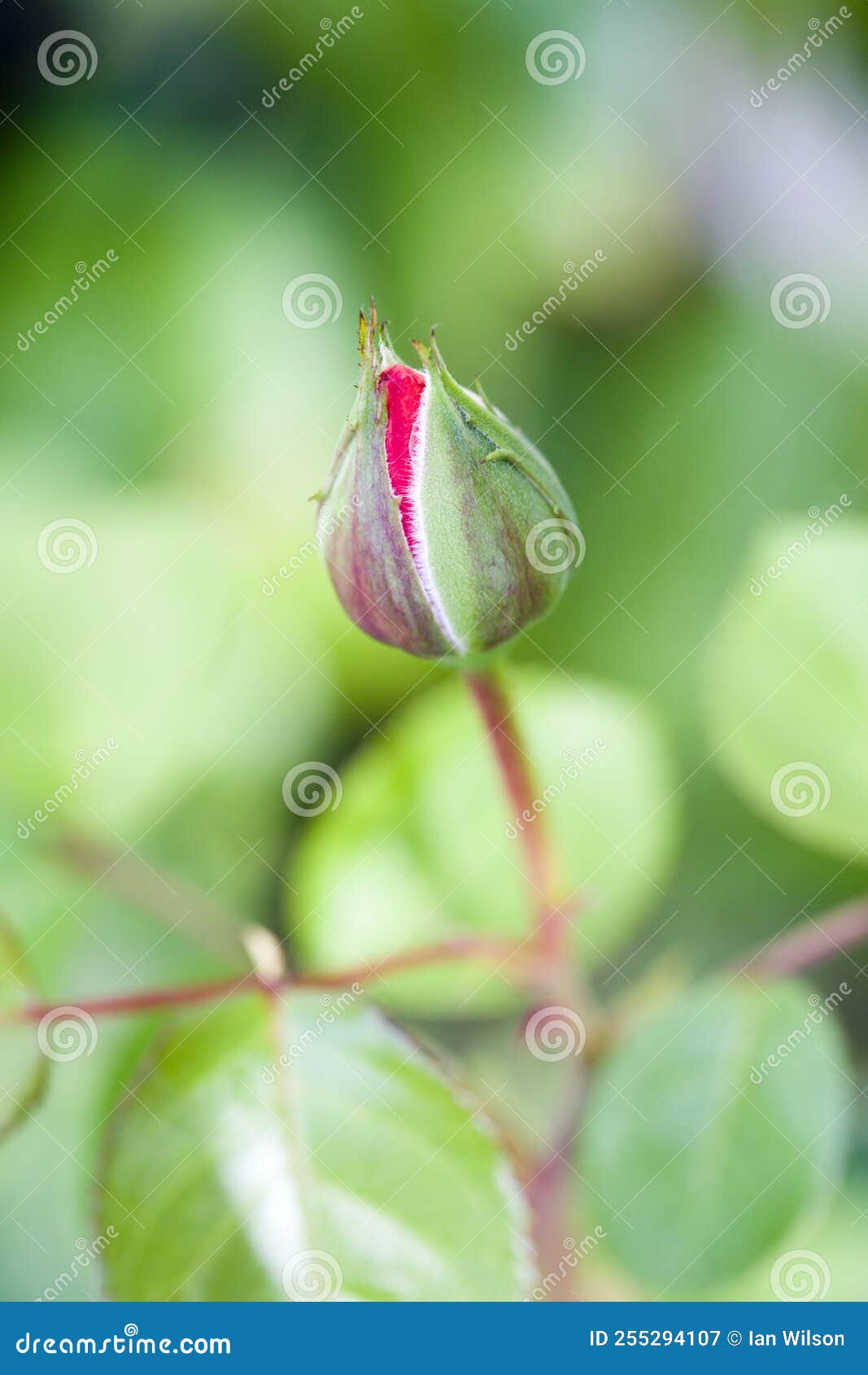 Single red rose bud stock image. Image of green, love - 255294107