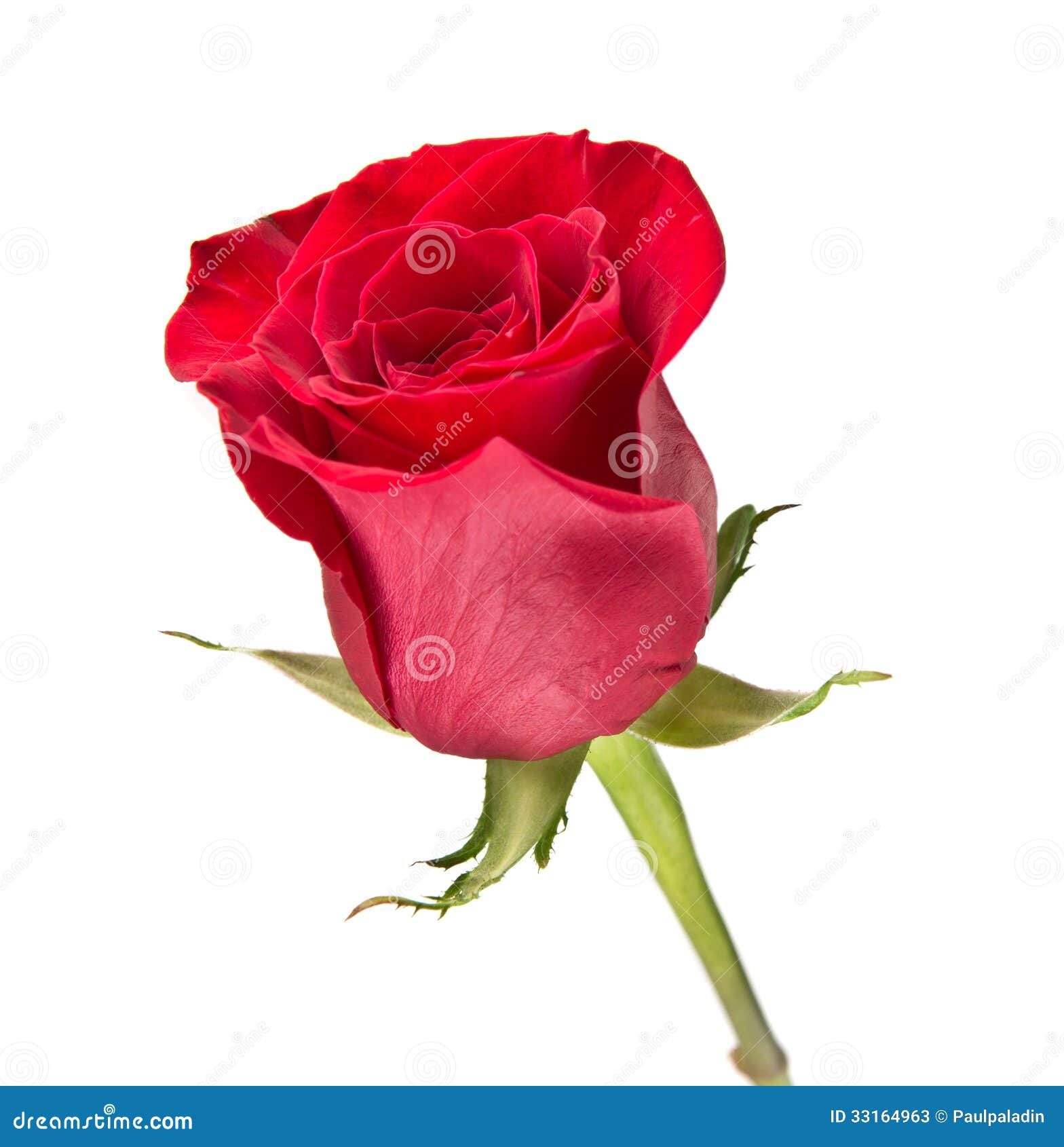 Single red rose stock image. Image of flower, isolated - 33164963