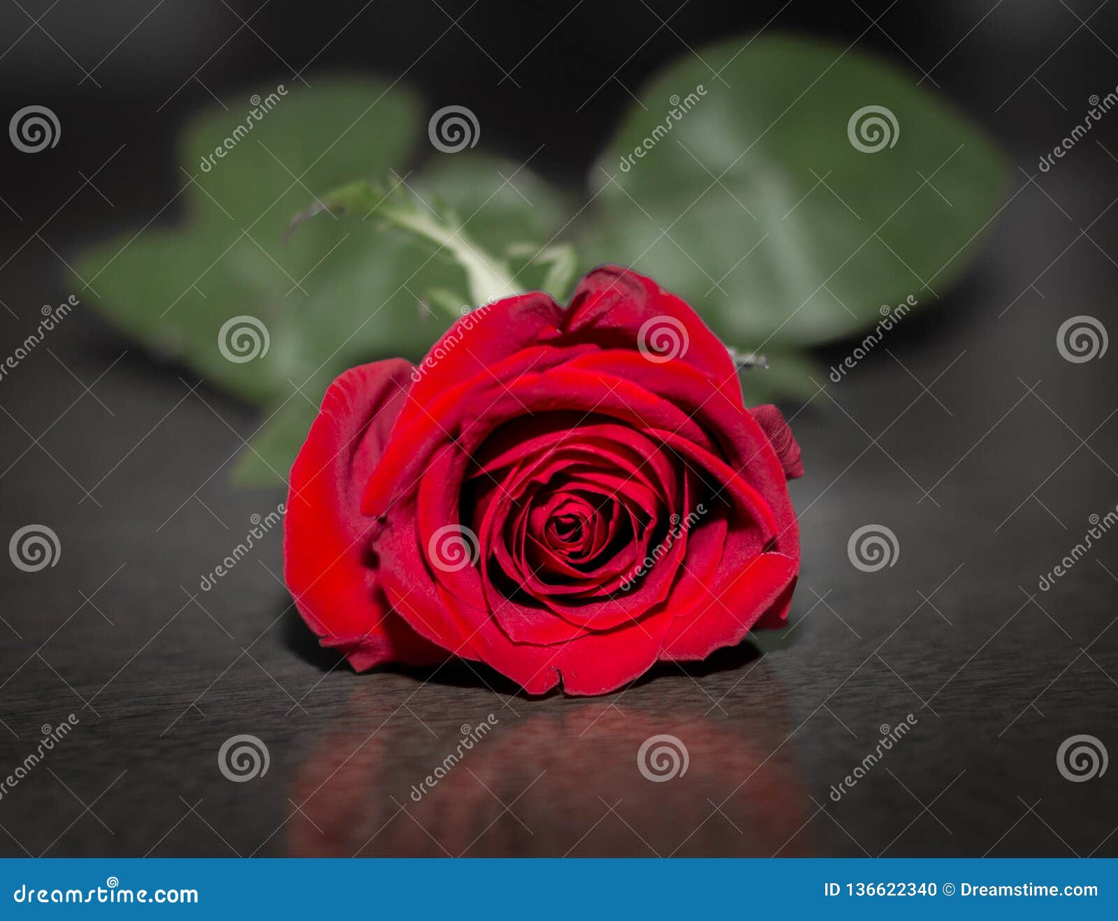 Single red rose stock photo. Image of flower, valentines - 136622340