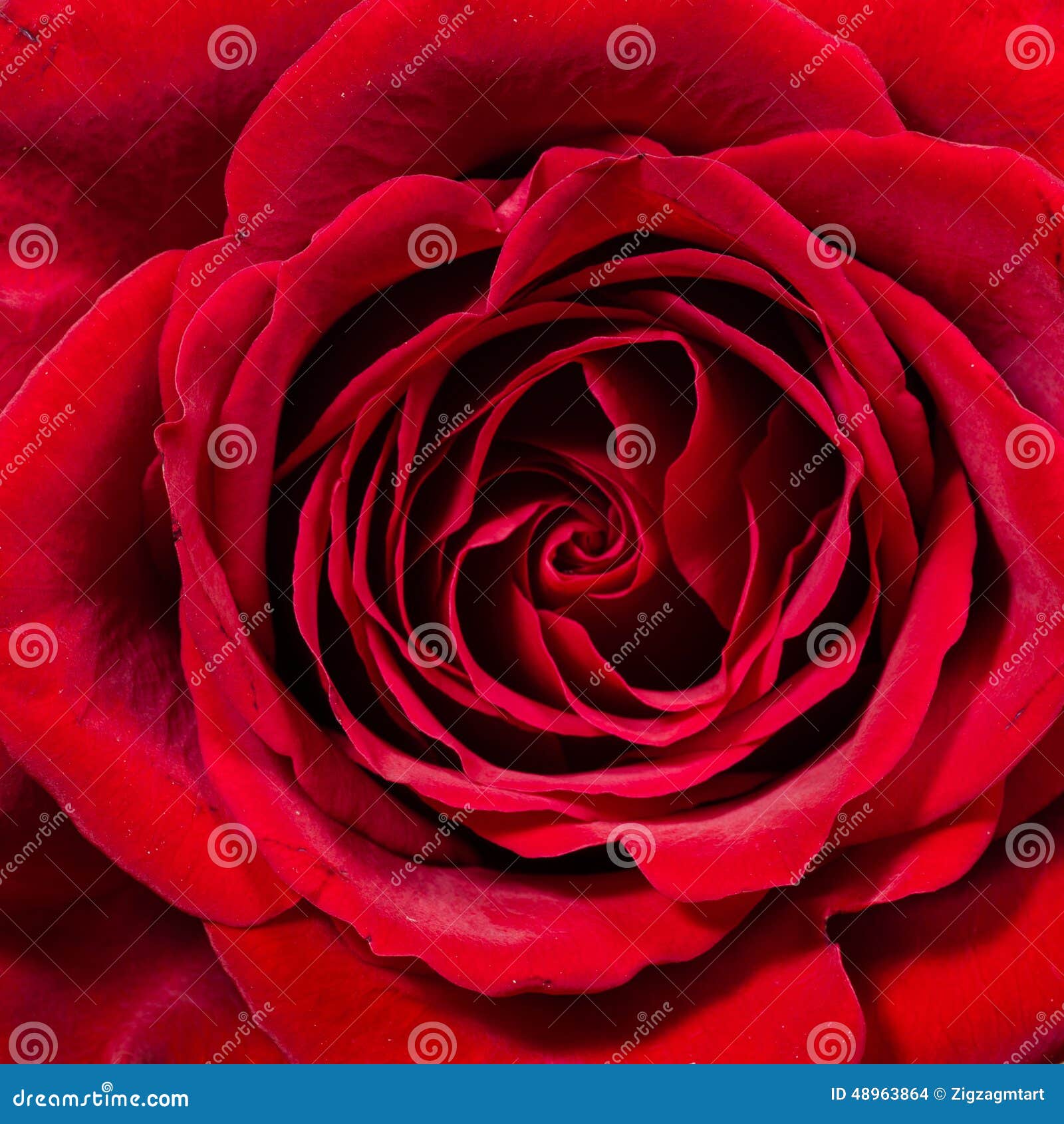 Single red rose close up stock photo. Image of petals - 48963864
