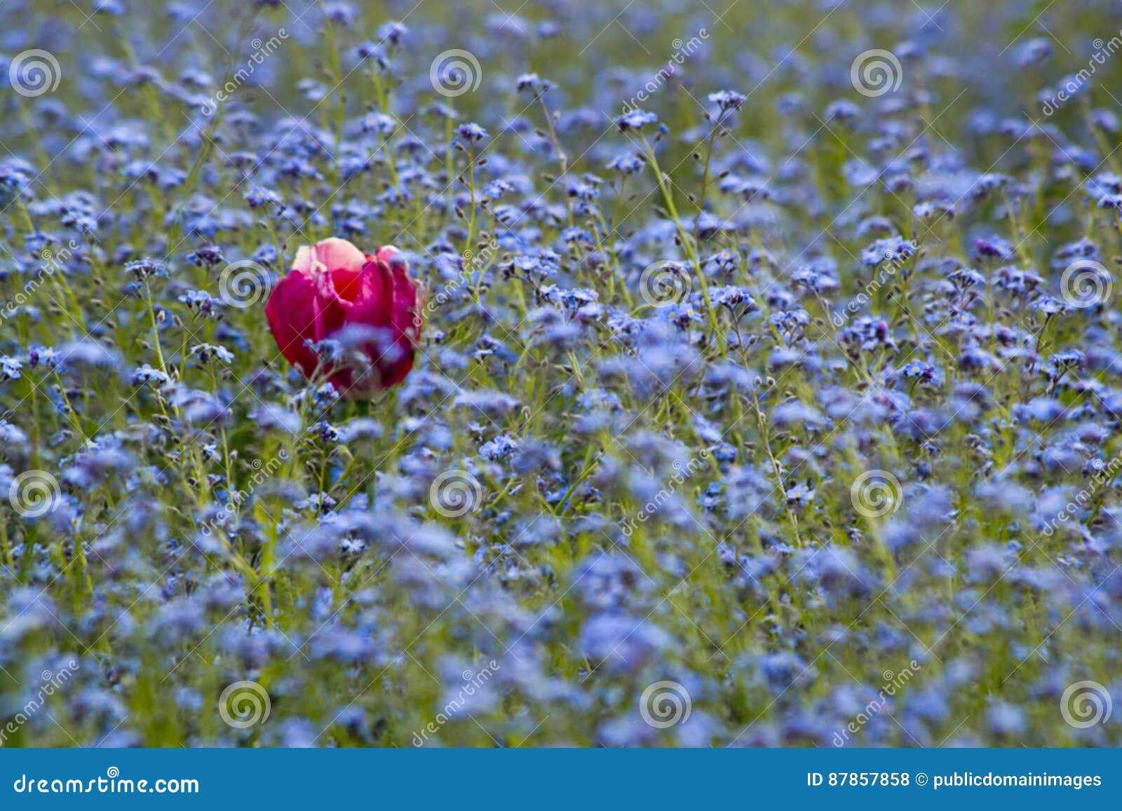Single Red Rose In A Field Of Blue Little Flowers. Picture Image: 87857858