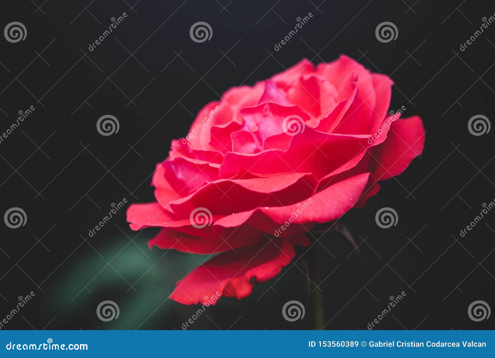 Single red rose flower stock image. Image of bouquet - 153560389