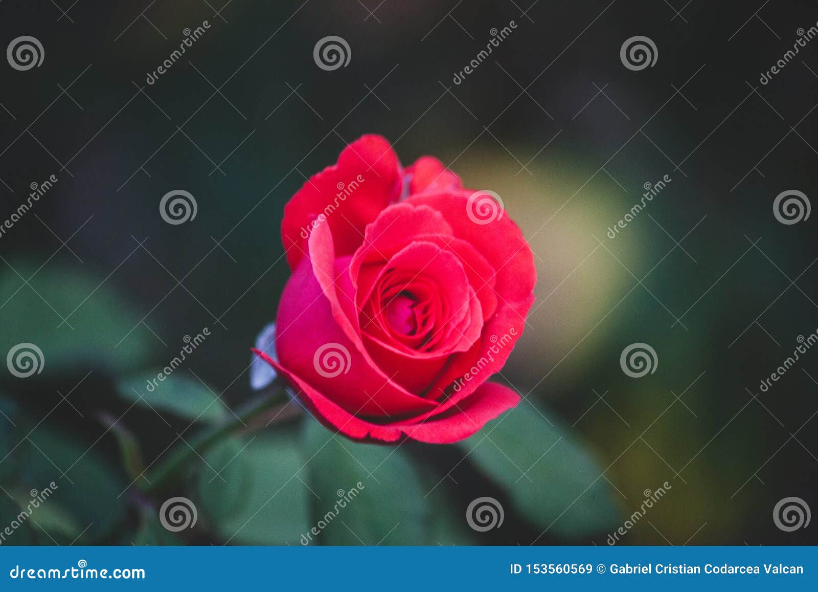 Single red rose flower stock image. Image of nature - 153560569