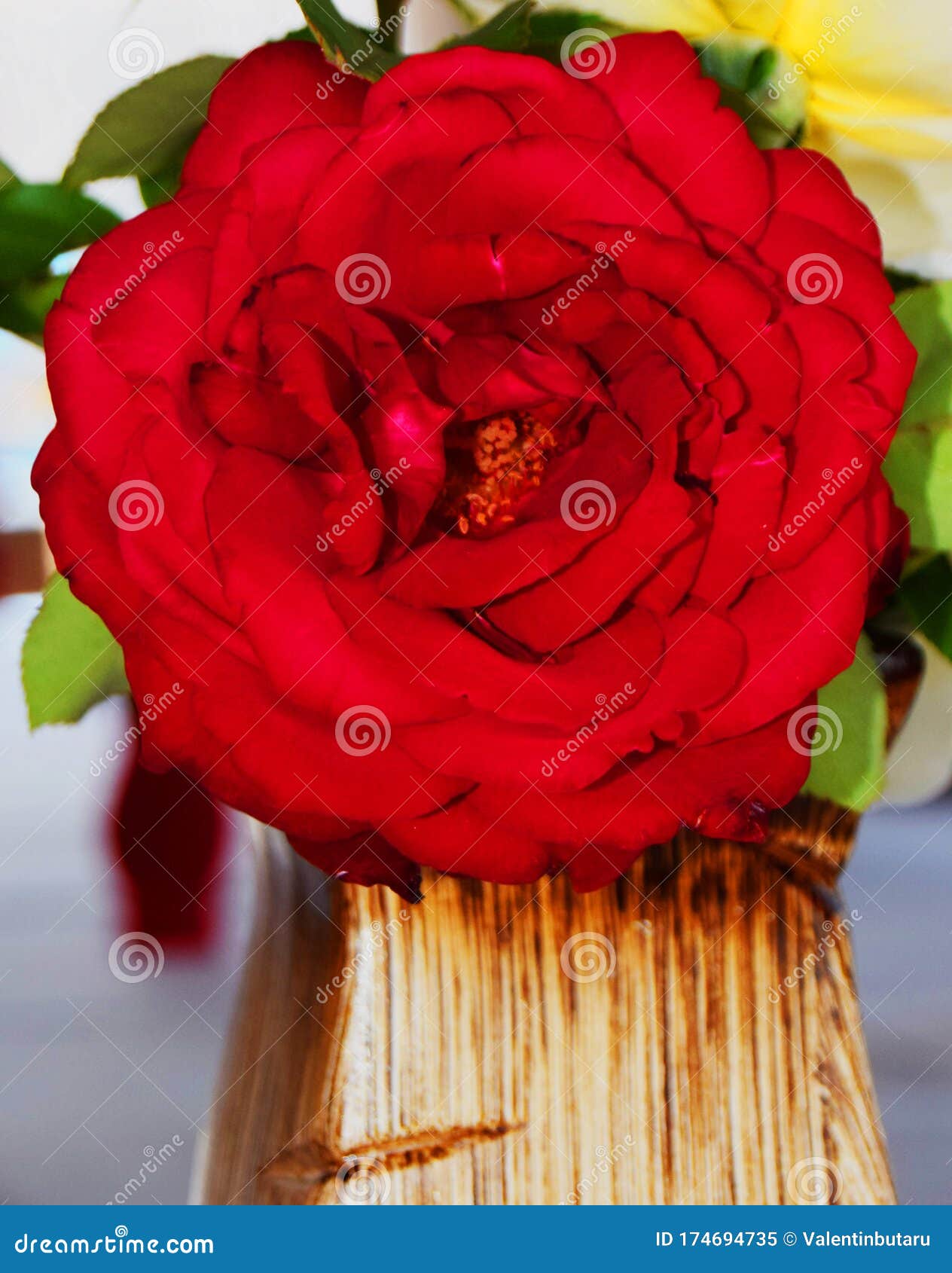A single red rose flower stock image. Image of beautiful - 174694735