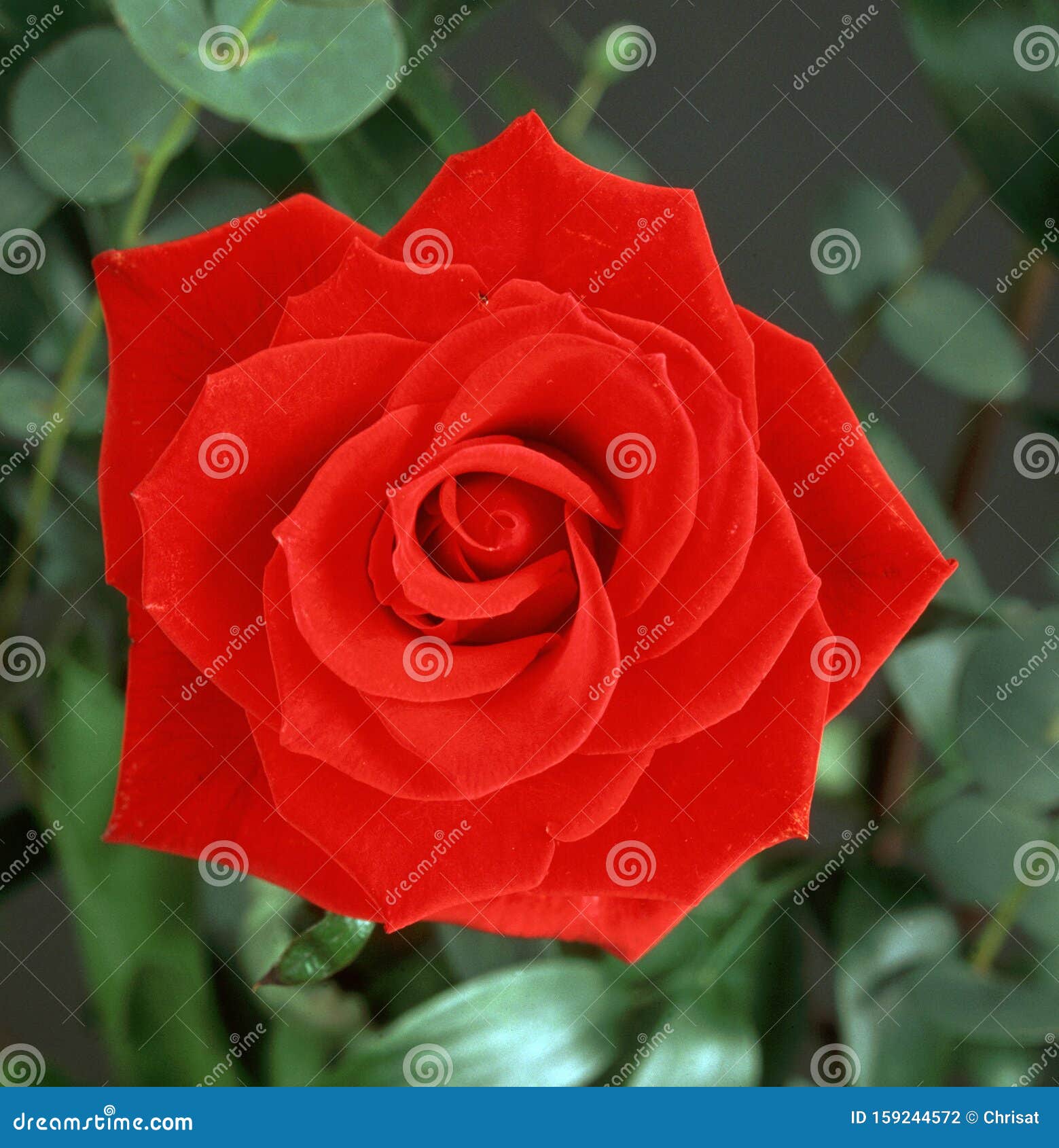 A single Red Rose stock photo. Image of romantic, closeup - 159244572