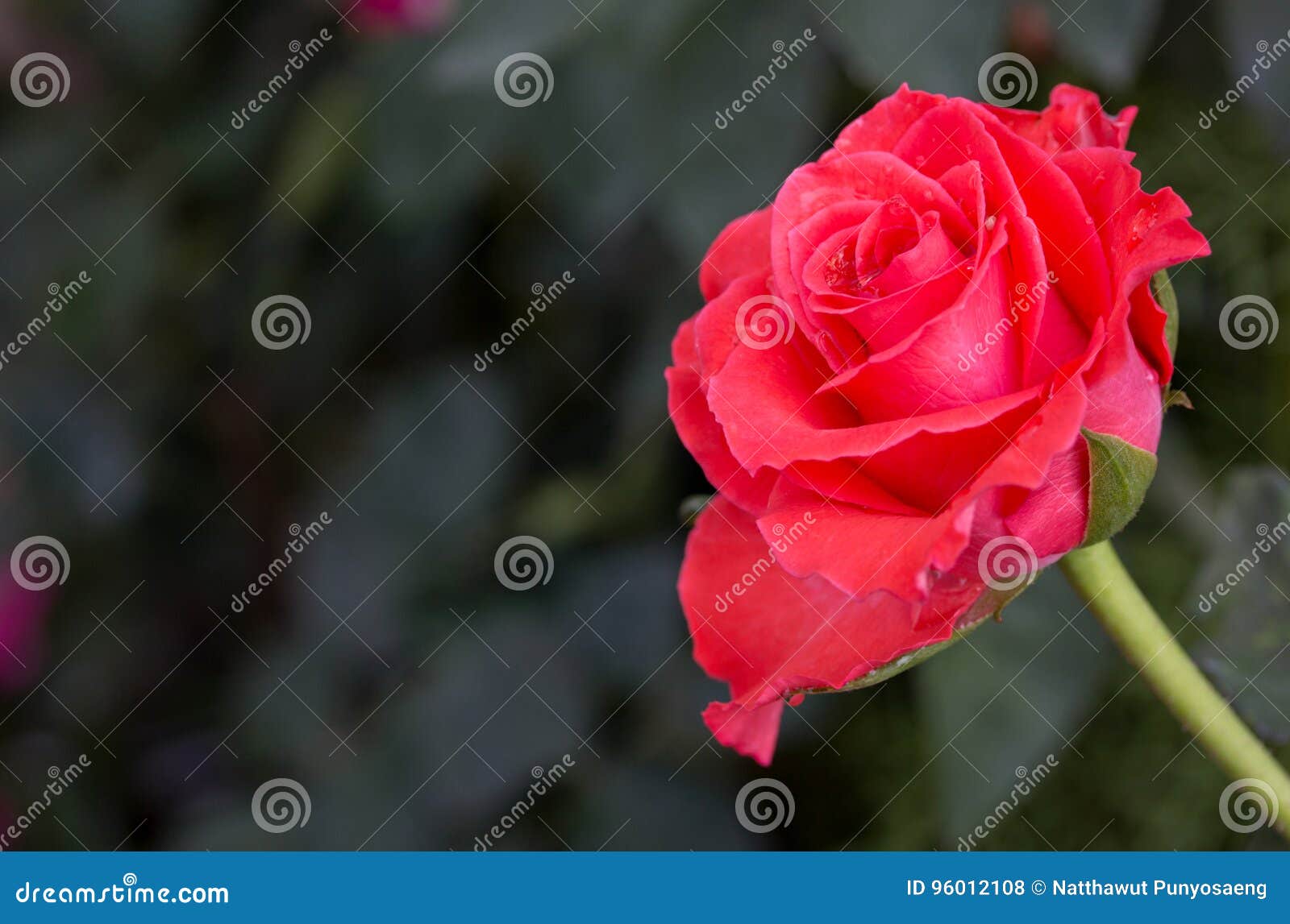 Single red rose flower stock photo. Image of outdoor - 96012108