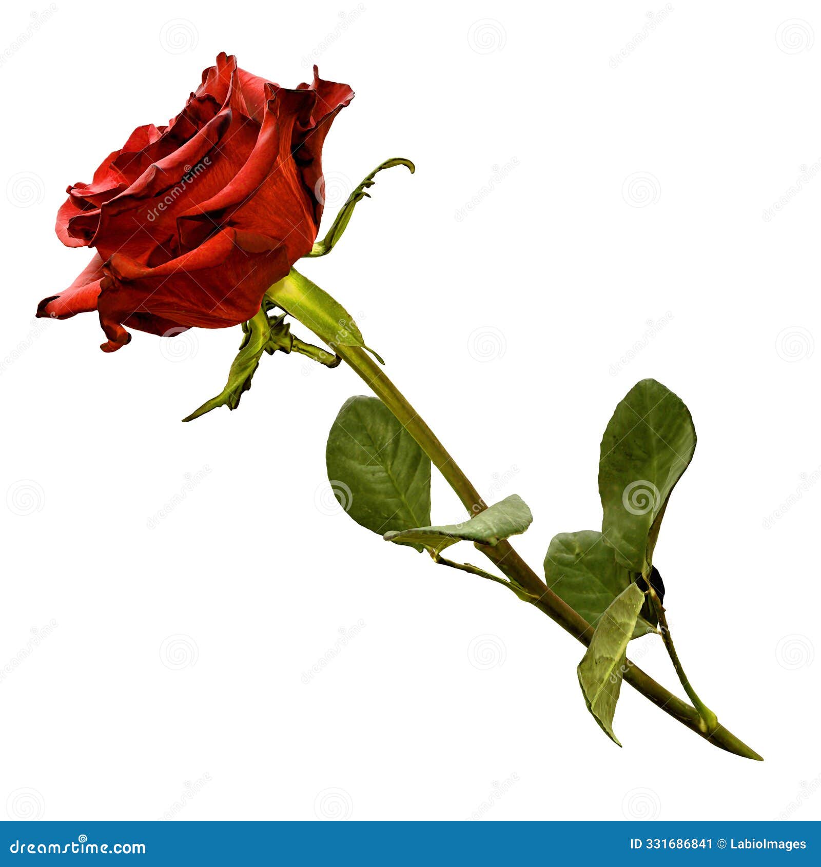 Single red rose flower stock image. Image of petal, composition - 331686841