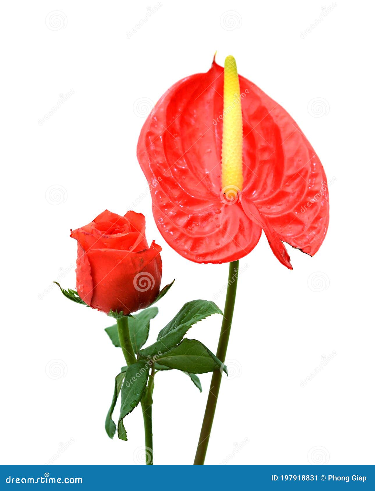 Single Red Rose Flower with Leaf. Stock Image - Image of celebration ...