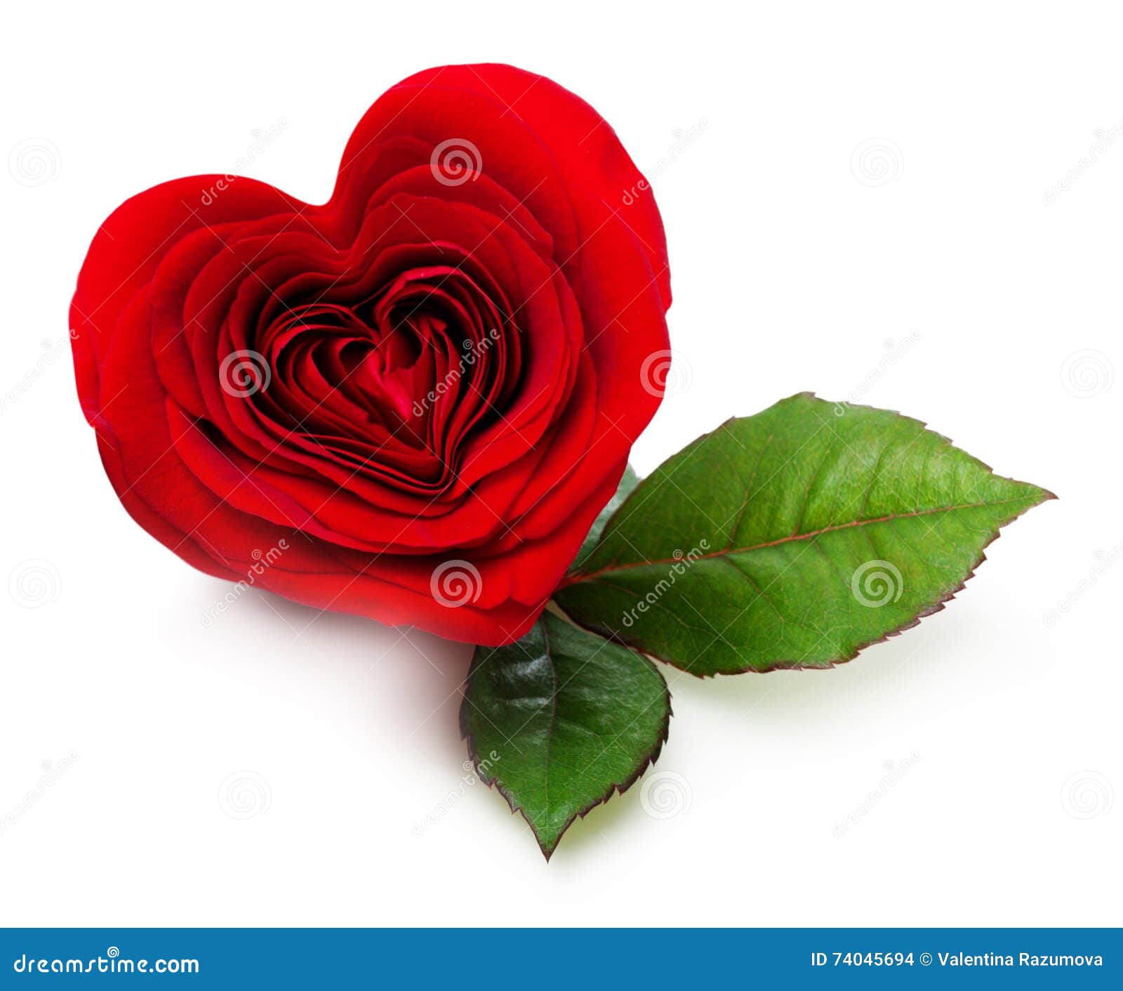 Single Red Flower White Background