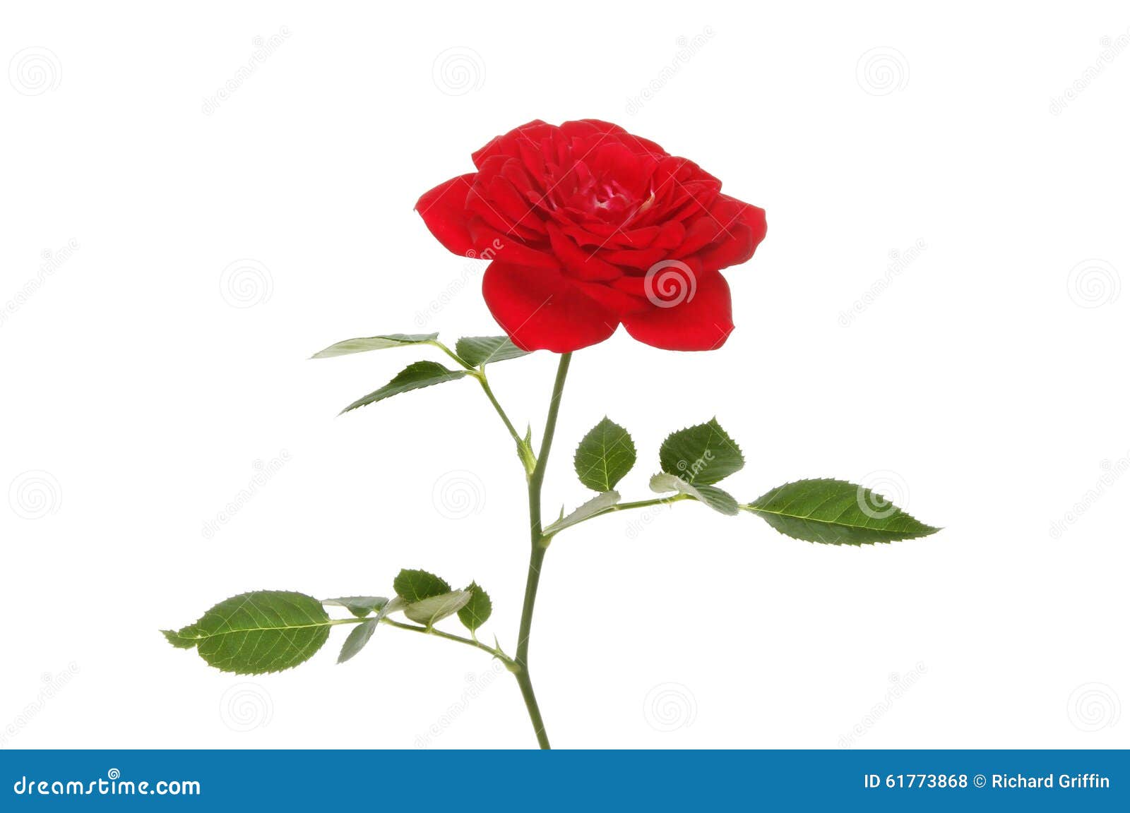 Single red rose stock photo. Image of thorn, white, flower - 61773868