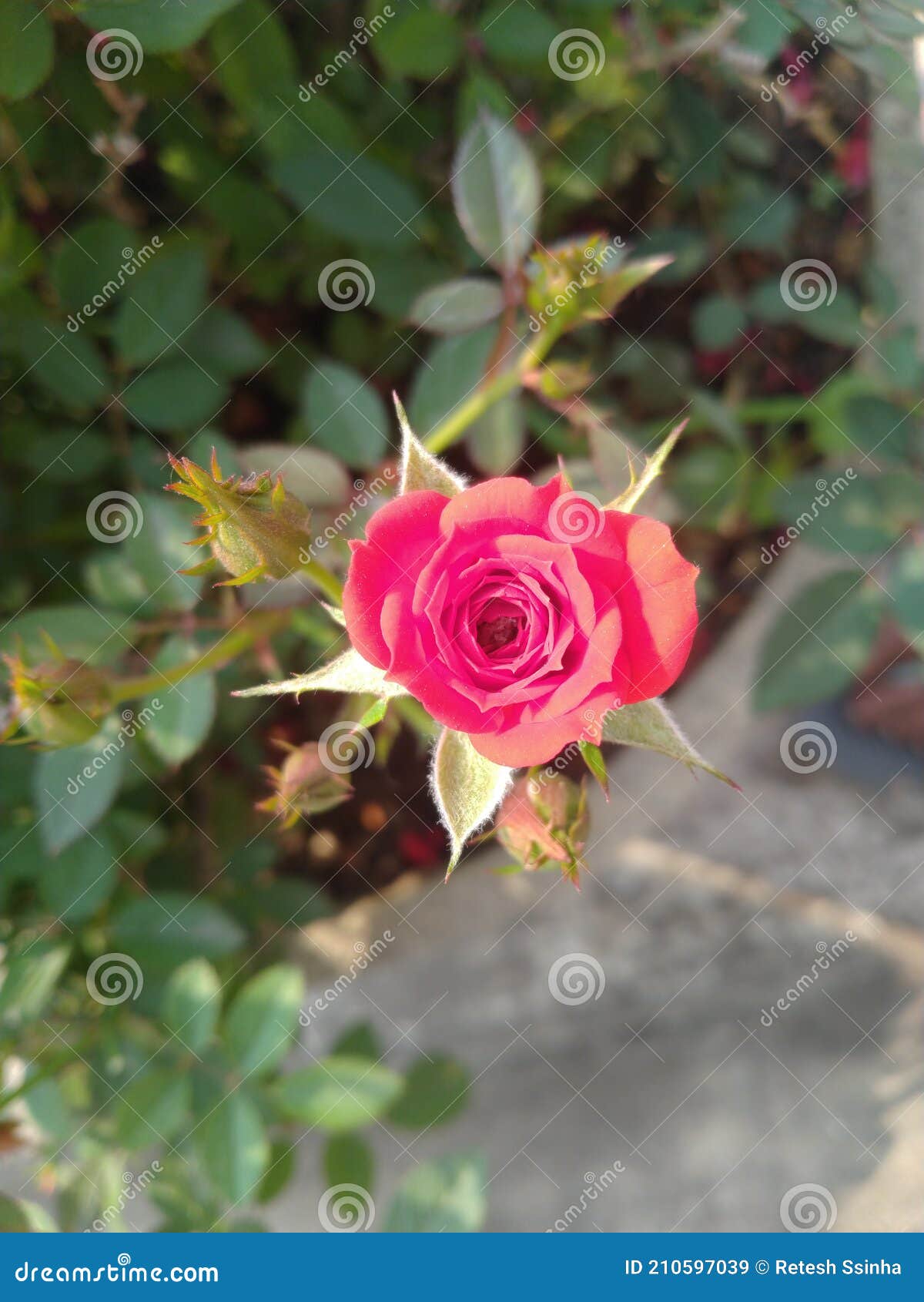 Single Red Rose Flower stock image. Image of flower - 210597039