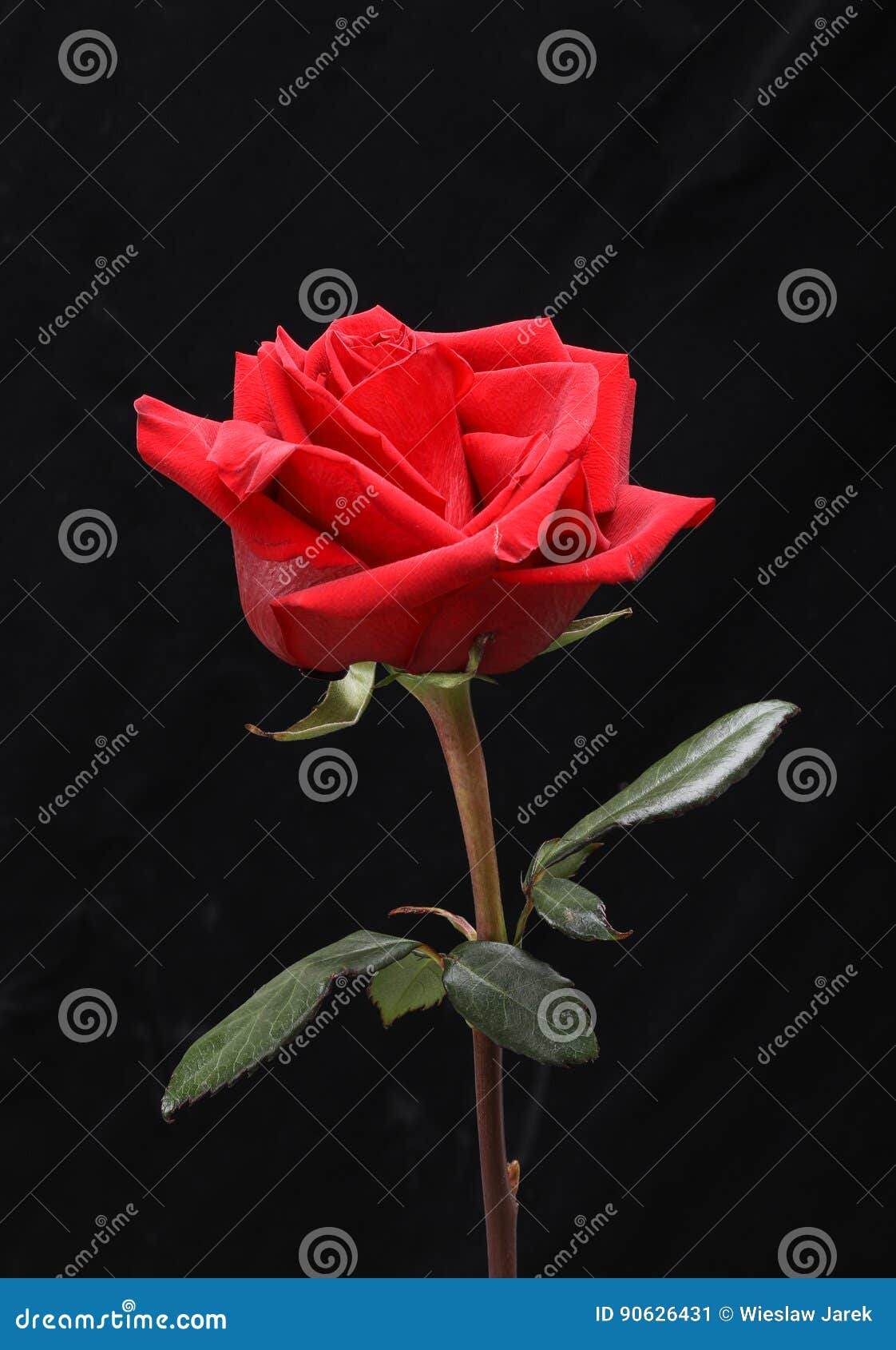 A single red rose flower stock image. Image of romantic - 90626431