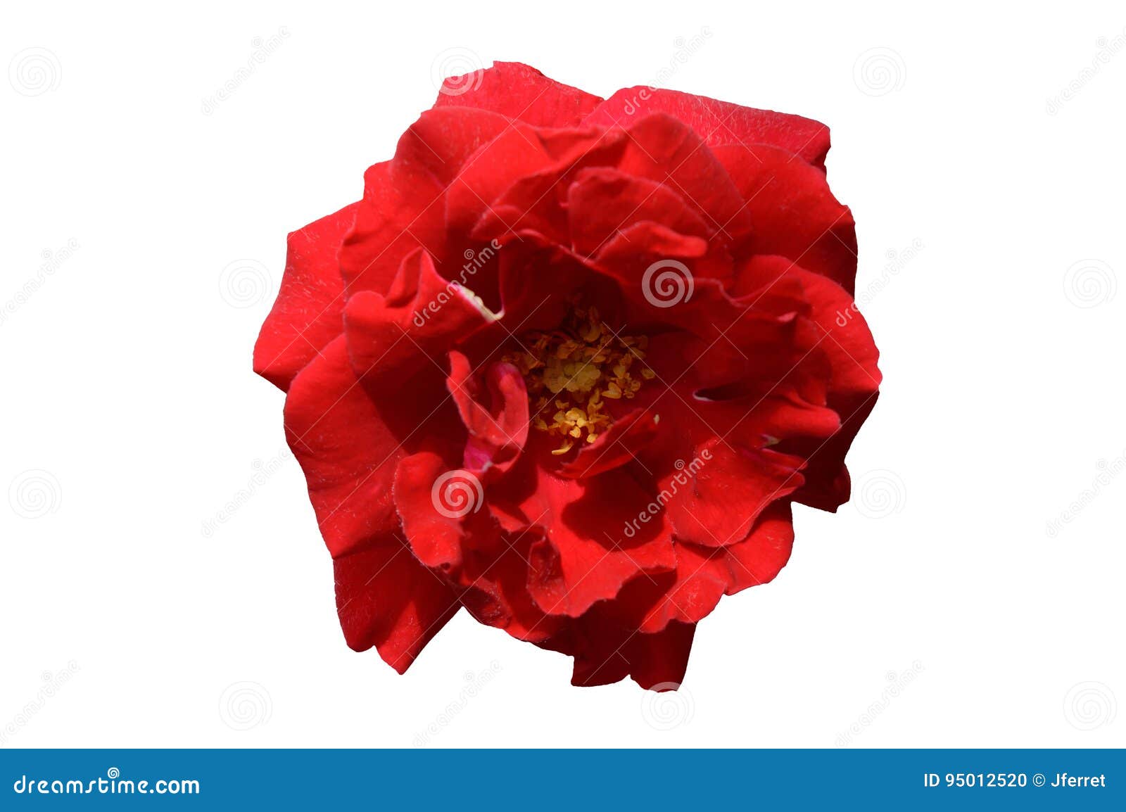 Single Red Rose Flower Top View Isolated Stock Photo - Image of plant ...