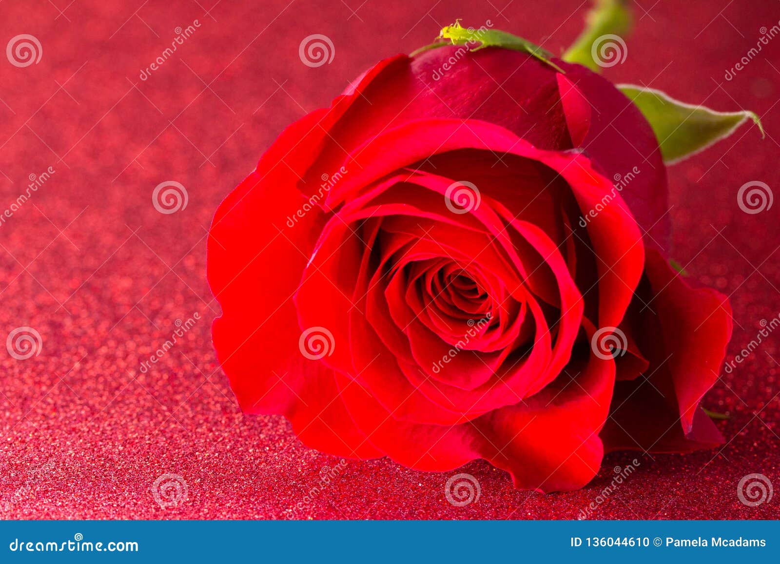 Single Red Rose on a Red Glitter Table Stock Photo - Image of rose ...