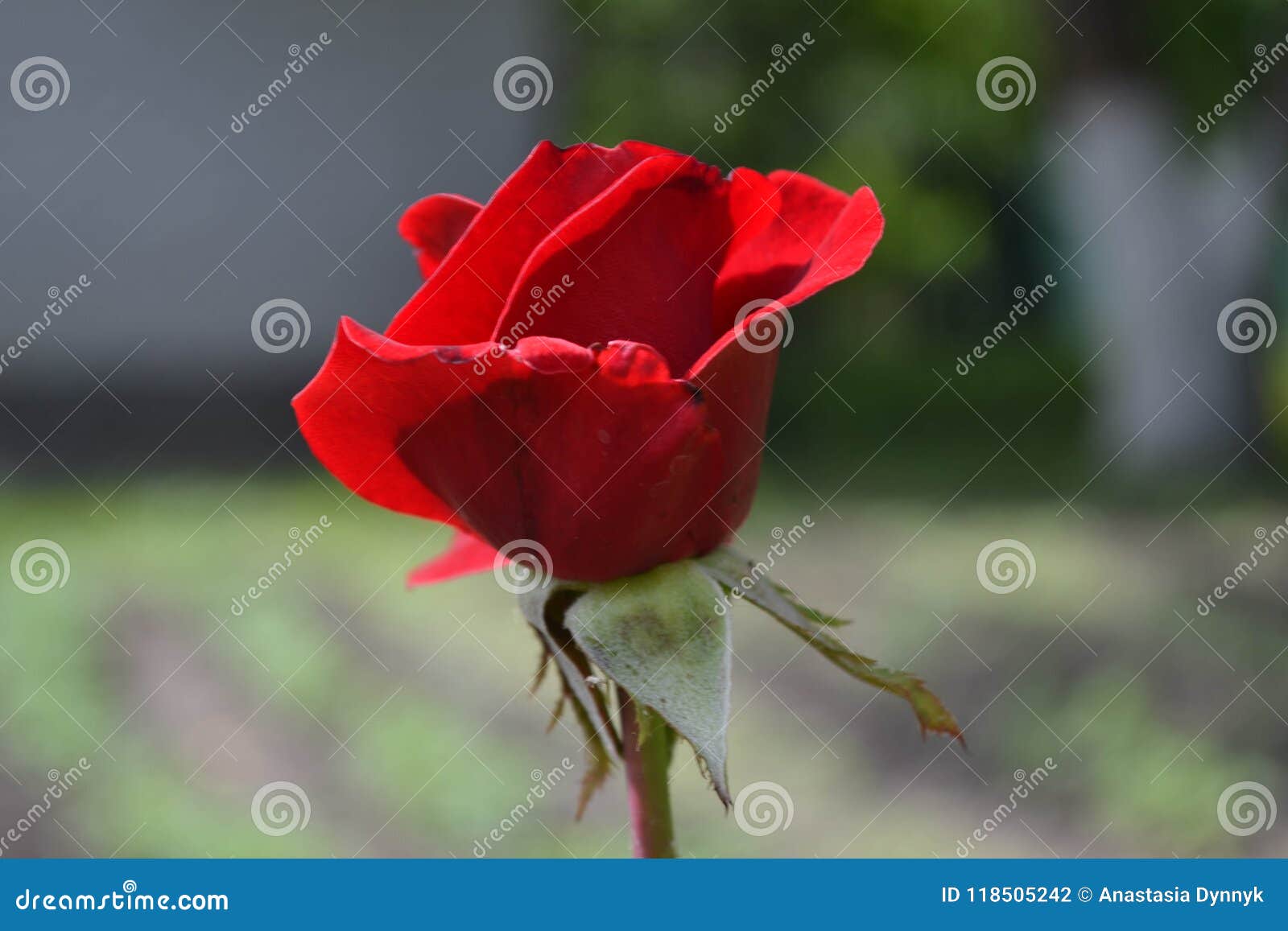 Single Red Rose with Green Leaves Stock Photo - Image of natural ...